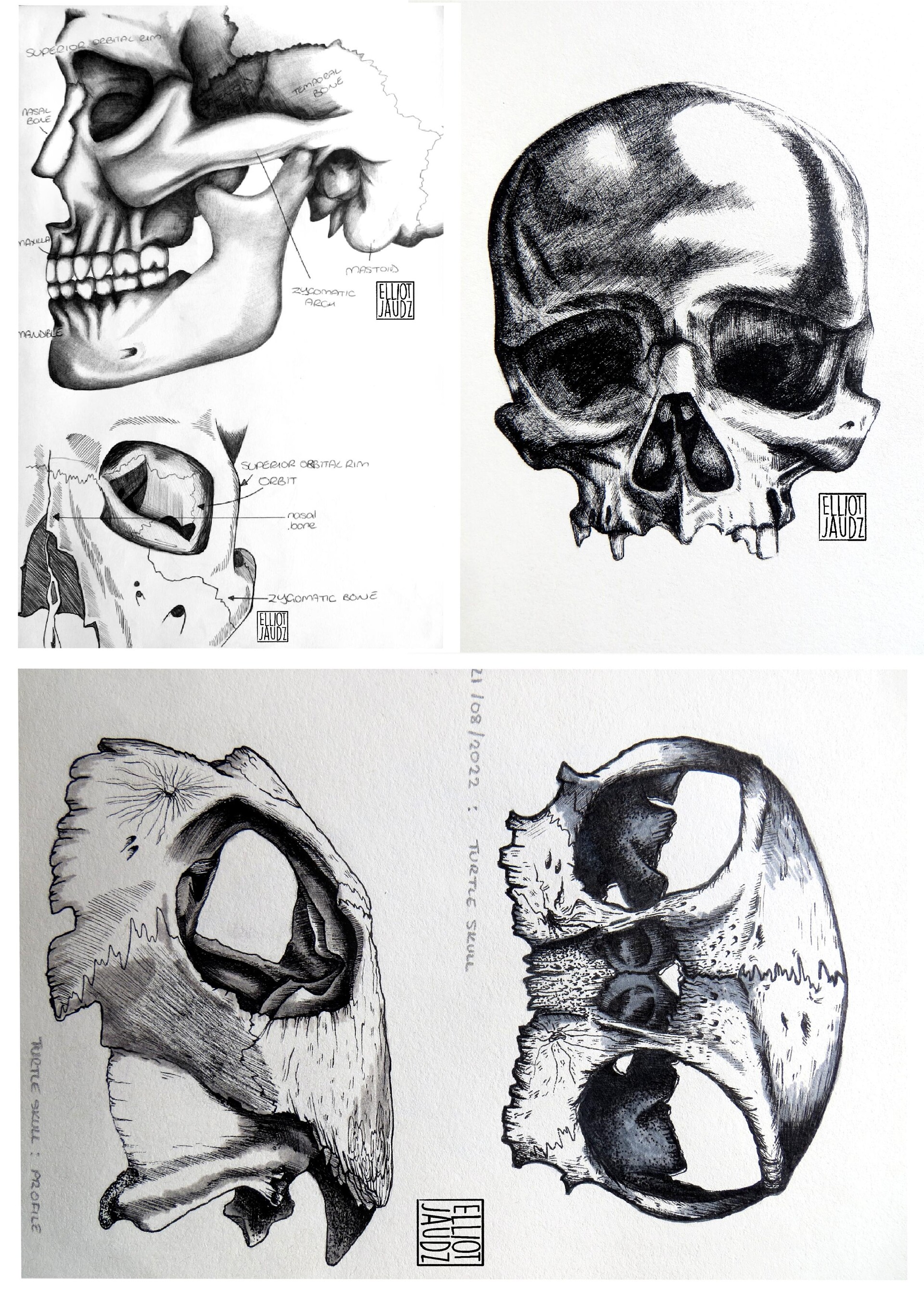 ArtStation - Skull Studies