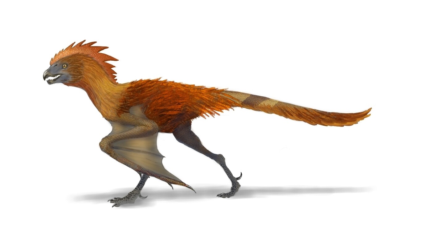 ArtStation - Cockatrice