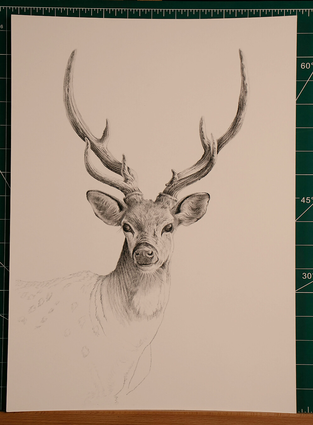 how to draw spotted deer