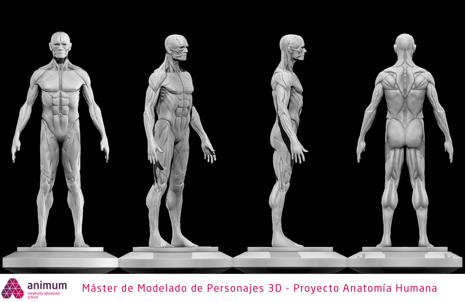 ArtStation - Ecorche