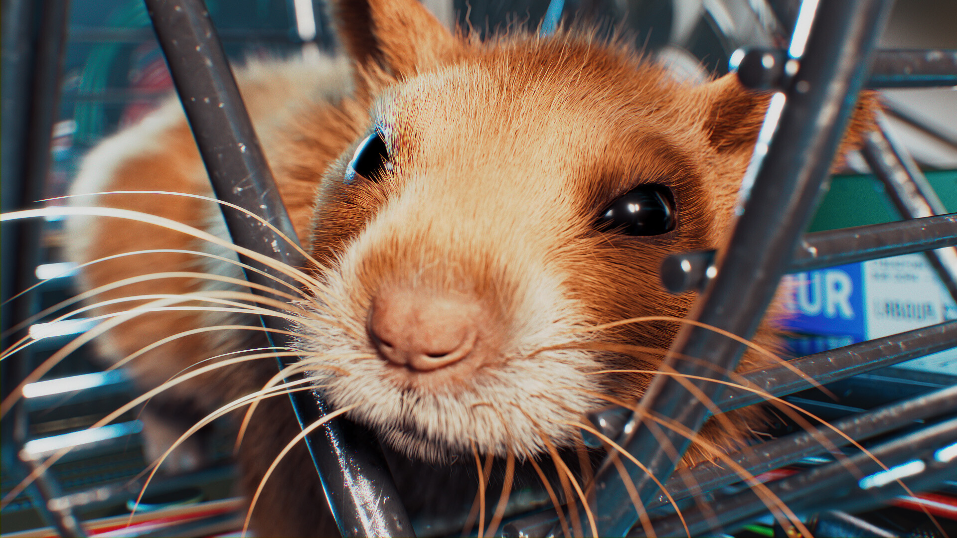 Tomas Kral - Hamster