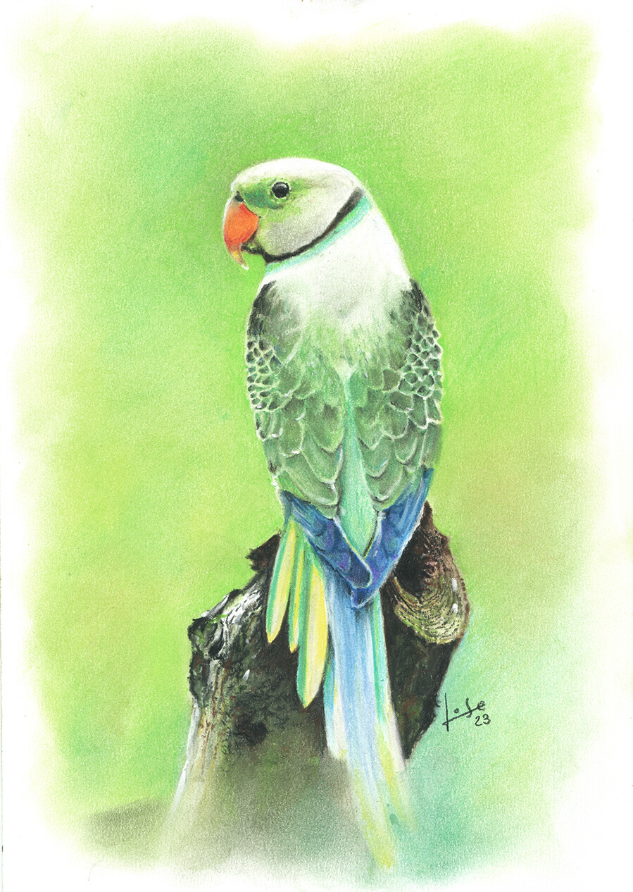 ArtStation - Loro pastel