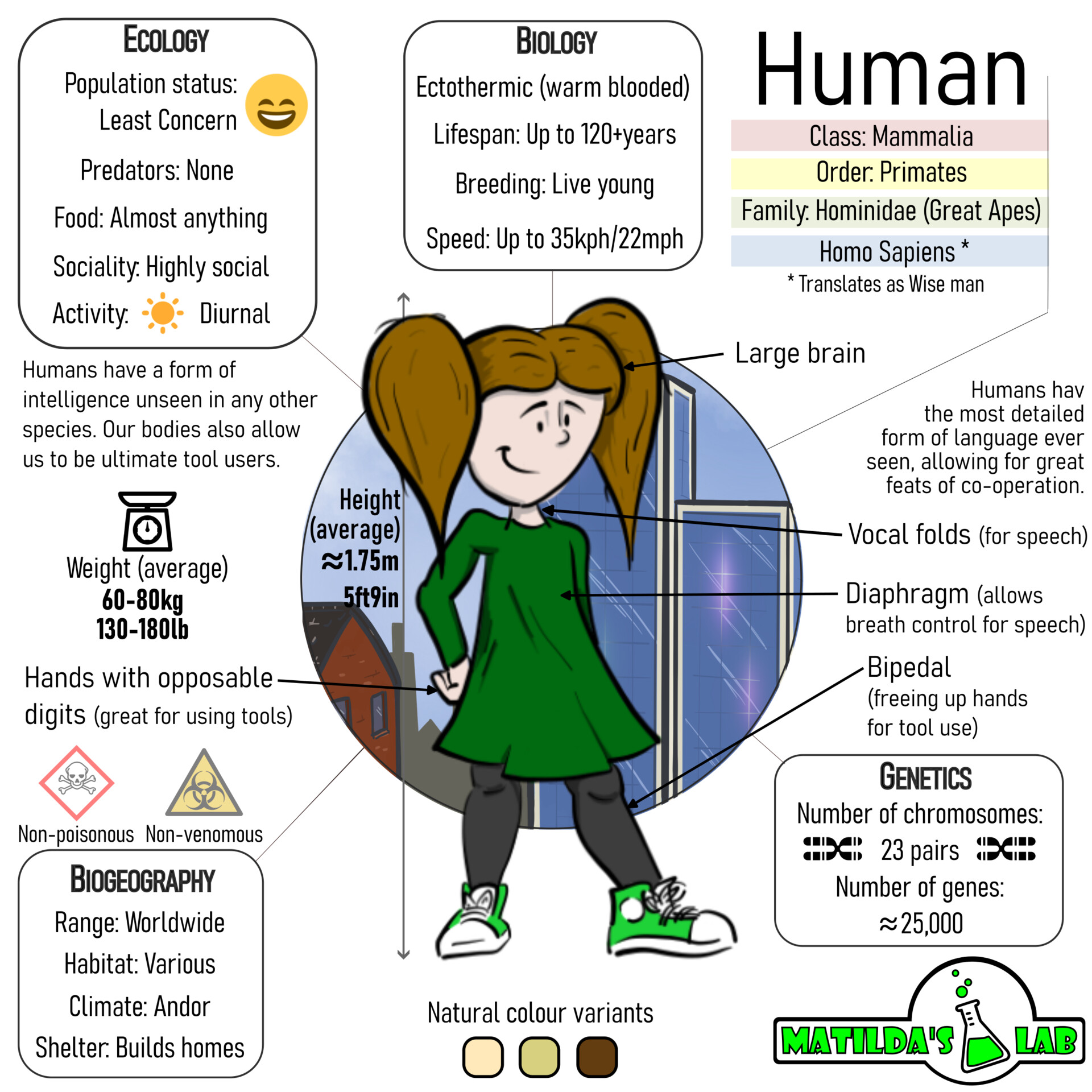 Human – Fact Sheet | Matilda's Lab