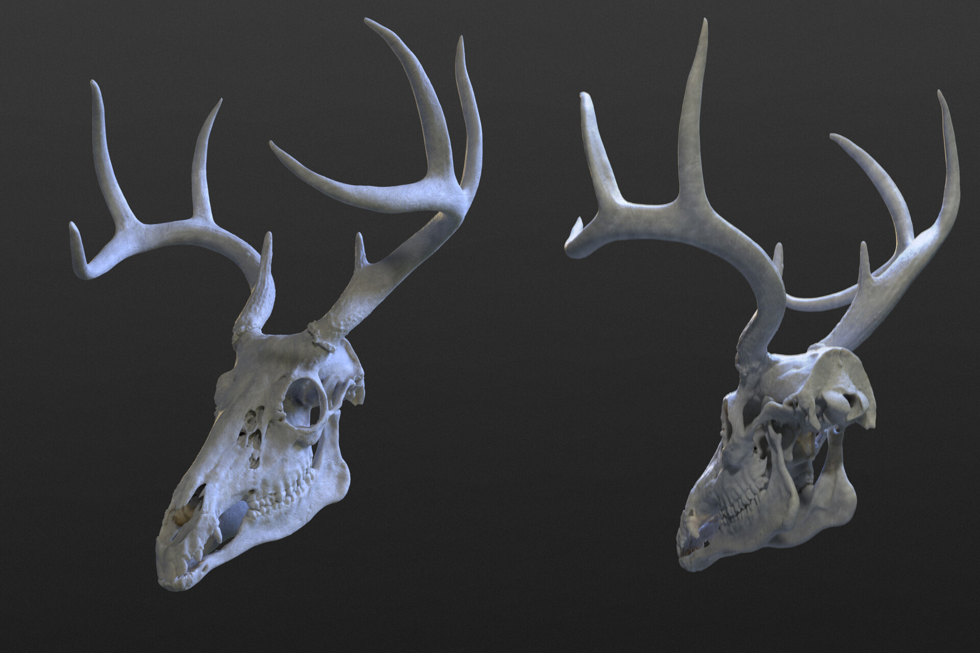 ArtStation - Skulls and such.