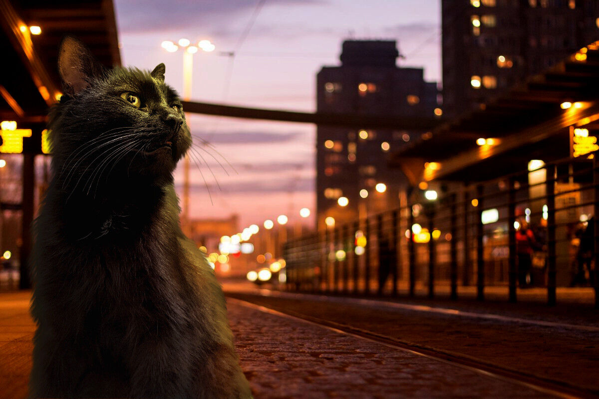 ArtStation - Cat in City