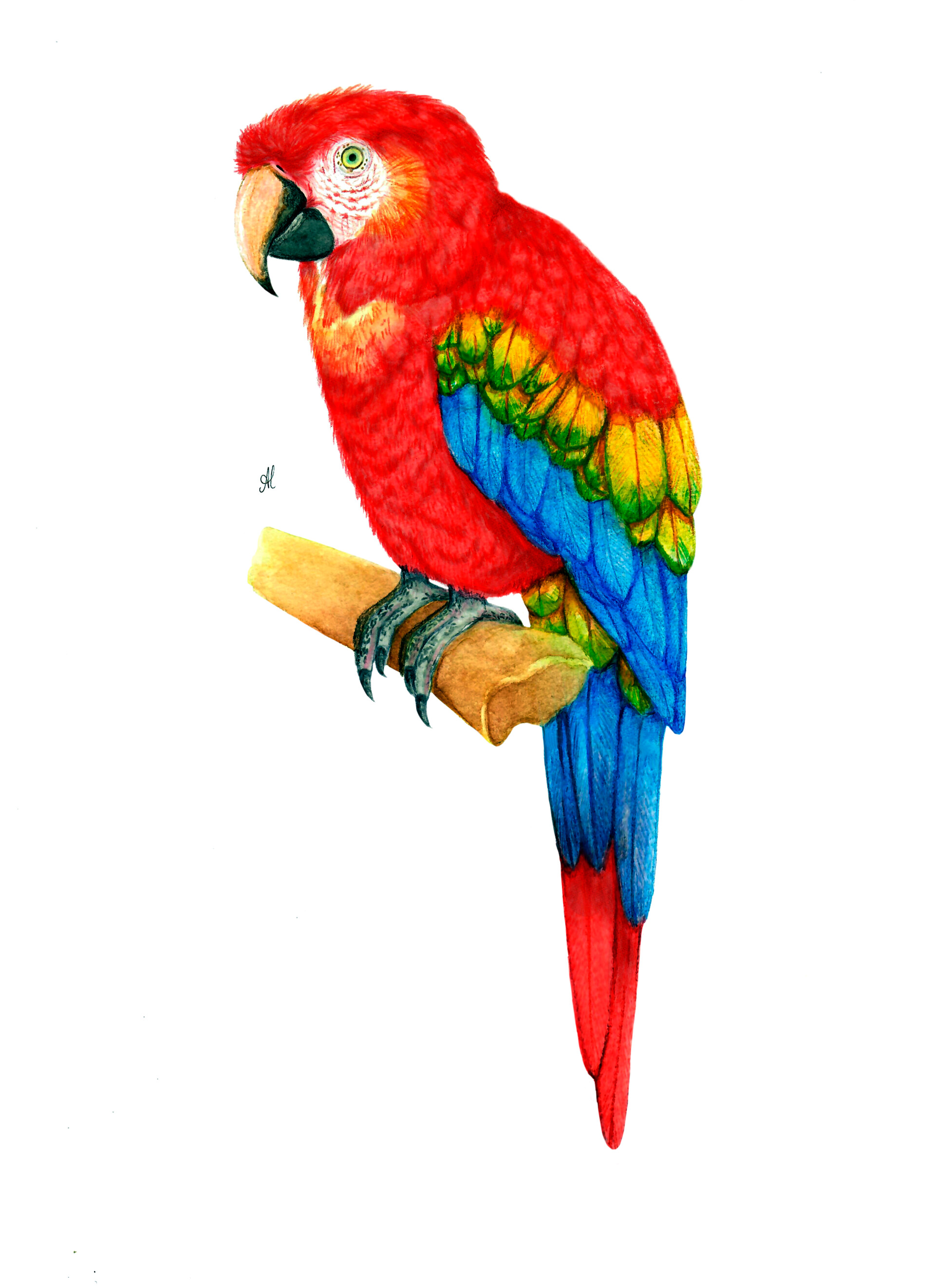 ArtStation - Ara macao