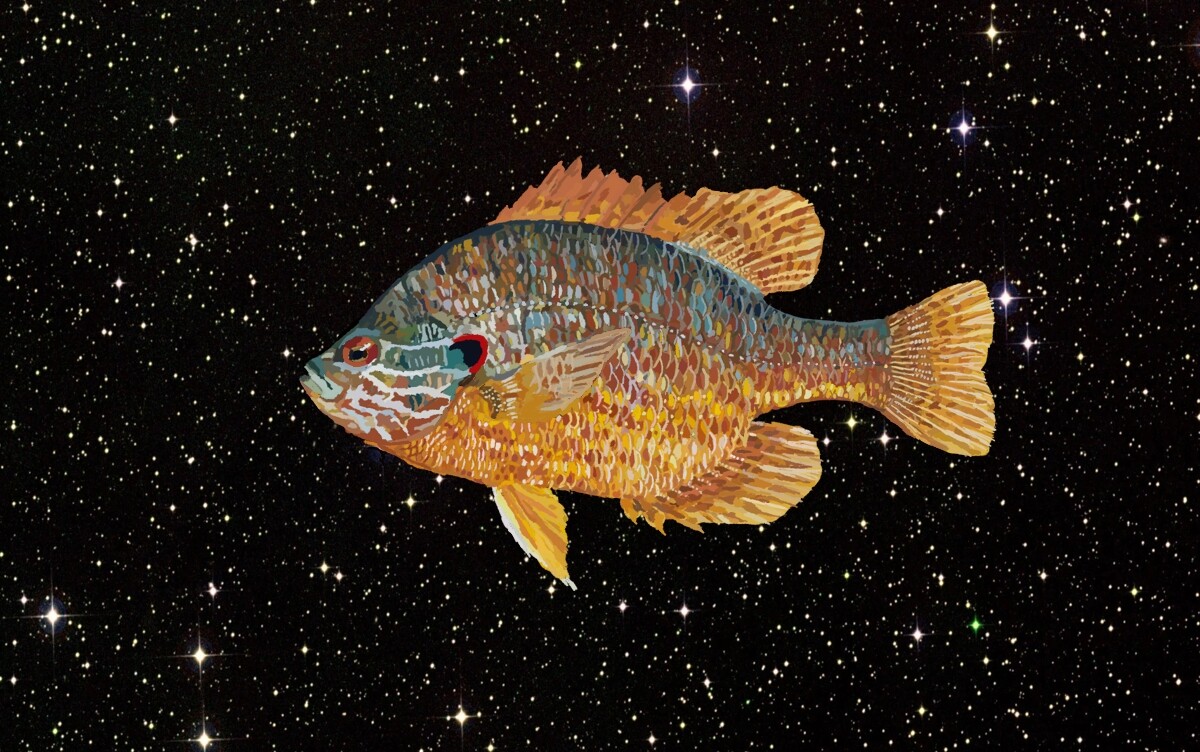 ArtStation - Sun Fish In The Stars