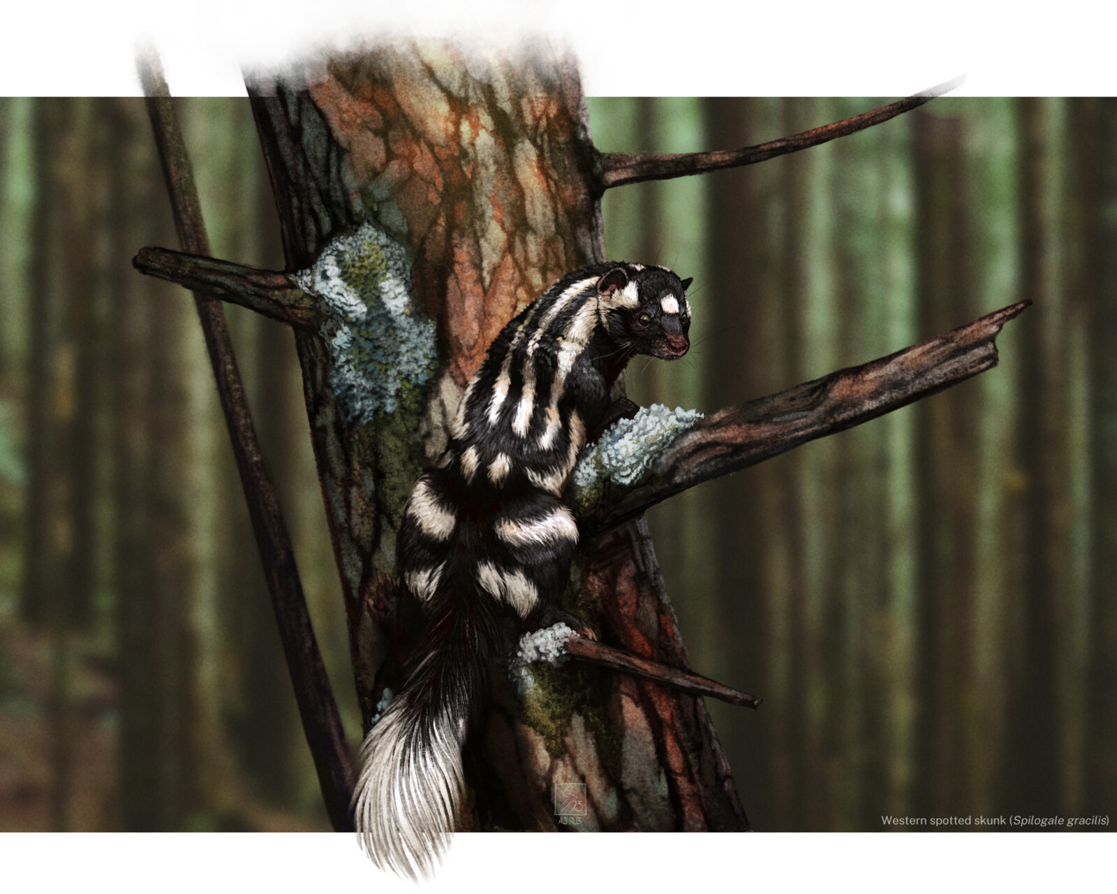 Alex Barley - Western Spotted Skunk