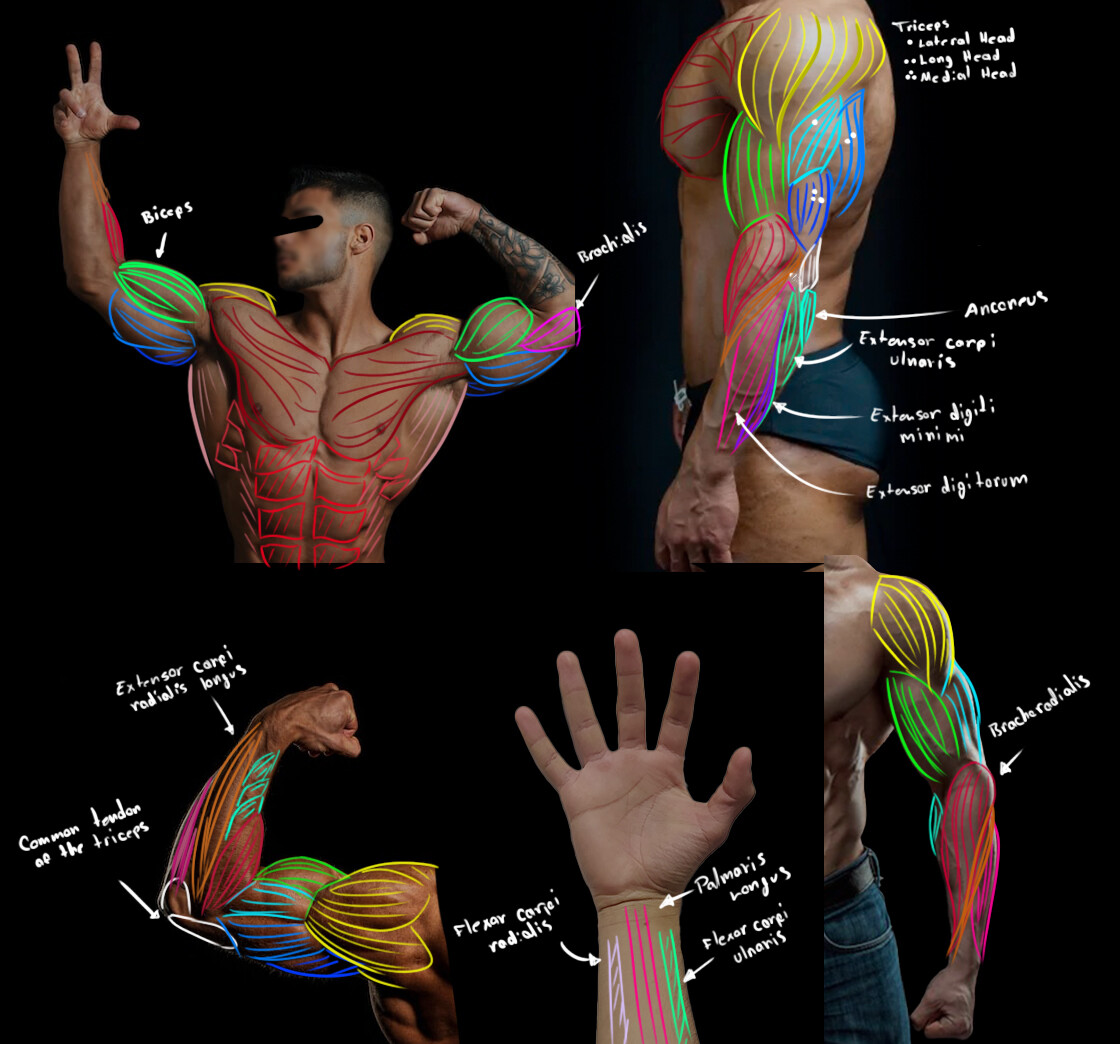 ArtStation - Estudio de Referencias Musculares: Brazo
