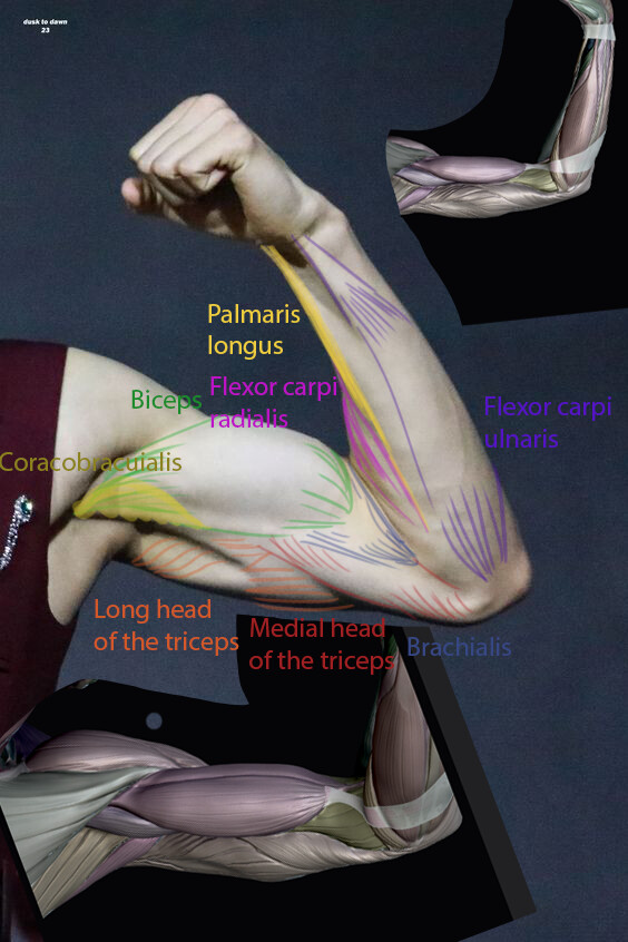 ArtStation - 03 Anatomy study: Arm