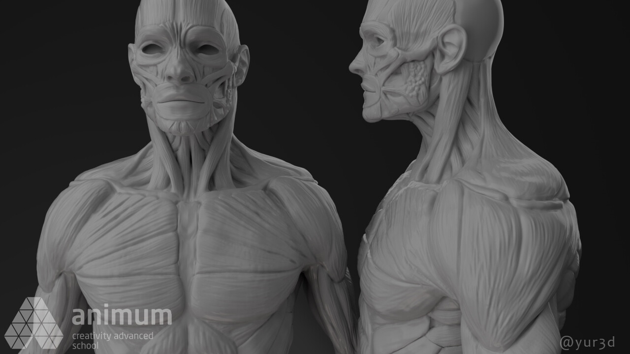 ArtStation - Ecorche