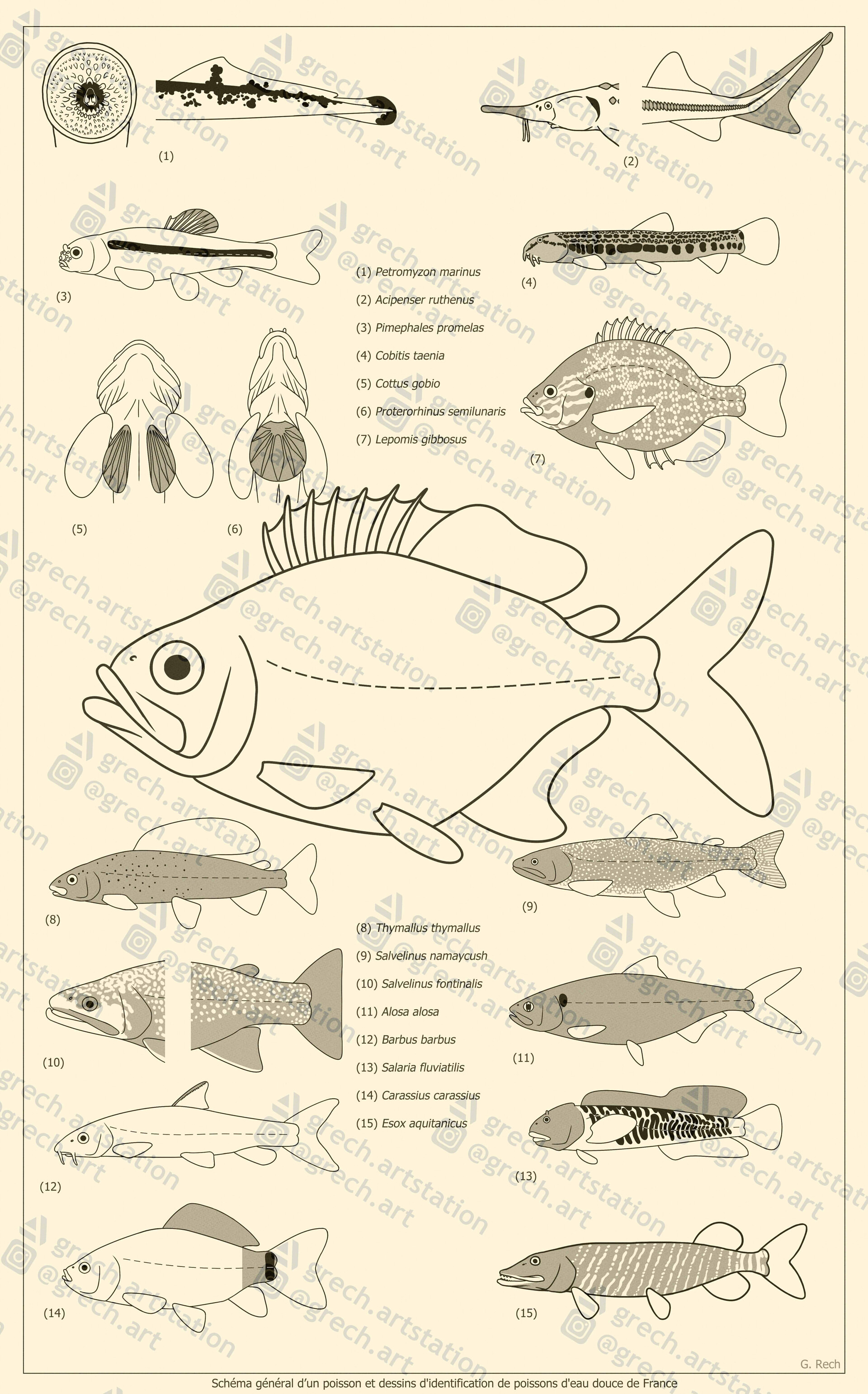 Guillaume Rech - Schéma général d'un poisson et dessins d'identification de poissons d'eau douce ...