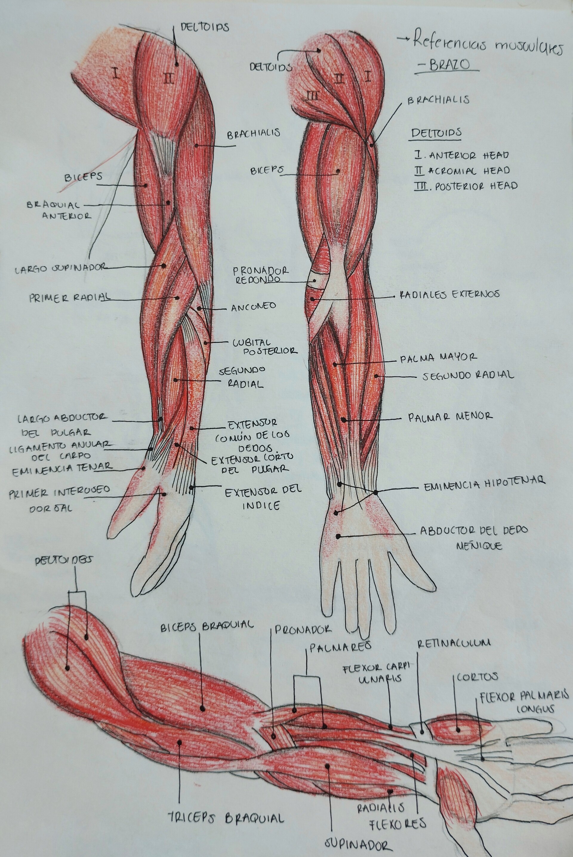ArtStation - Referencias musculares. Brazo.