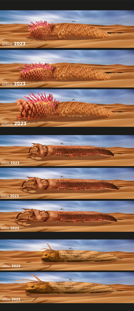 ArtStation - Dune - Worm Studies