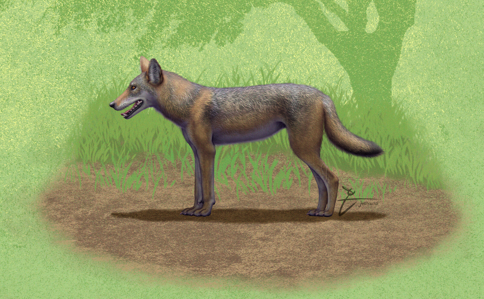 Juandertal - Canis mosbachensis.