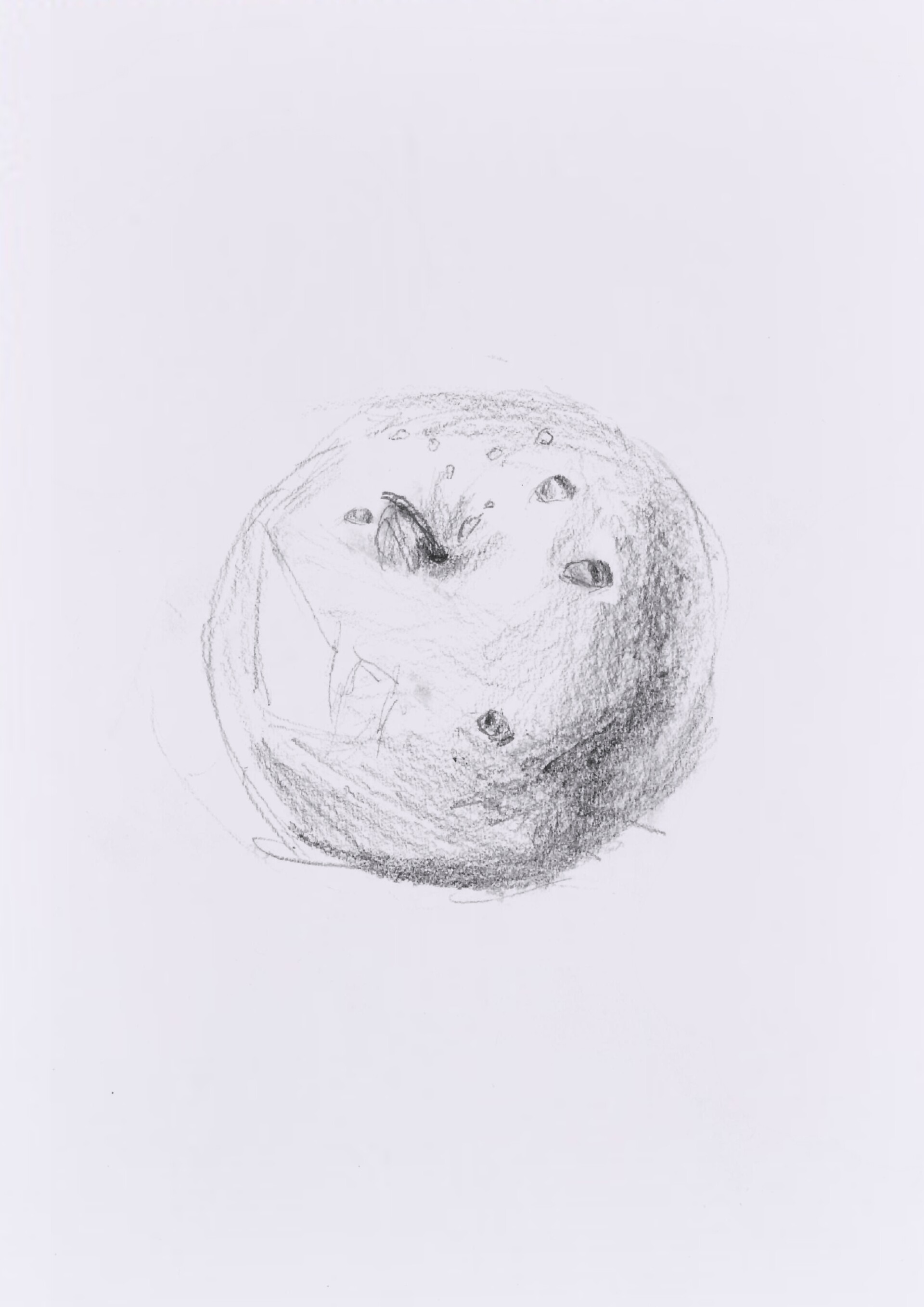 ArtStation - Observational Drawings