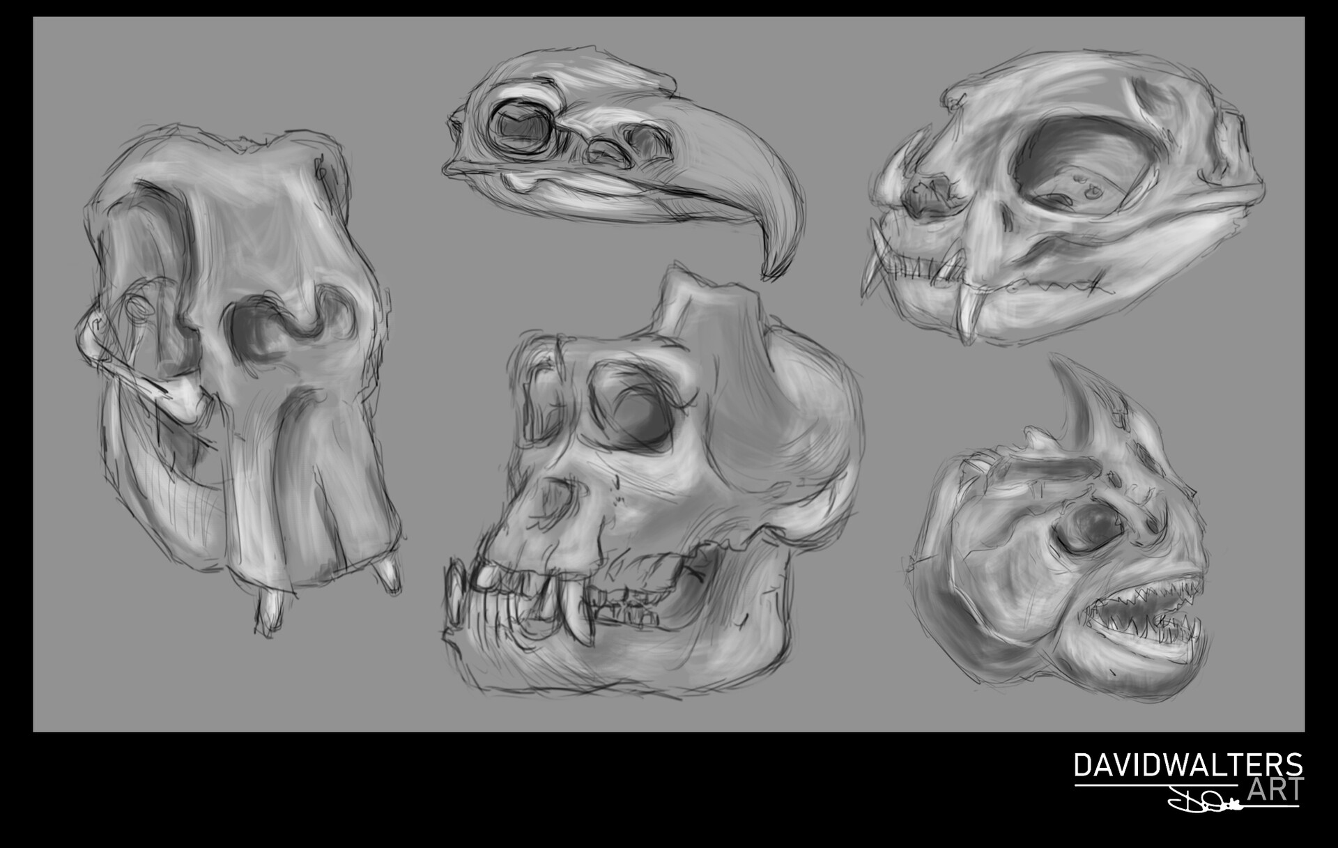 ArtStation - Fundamentals of drawing: a study of animal skulls