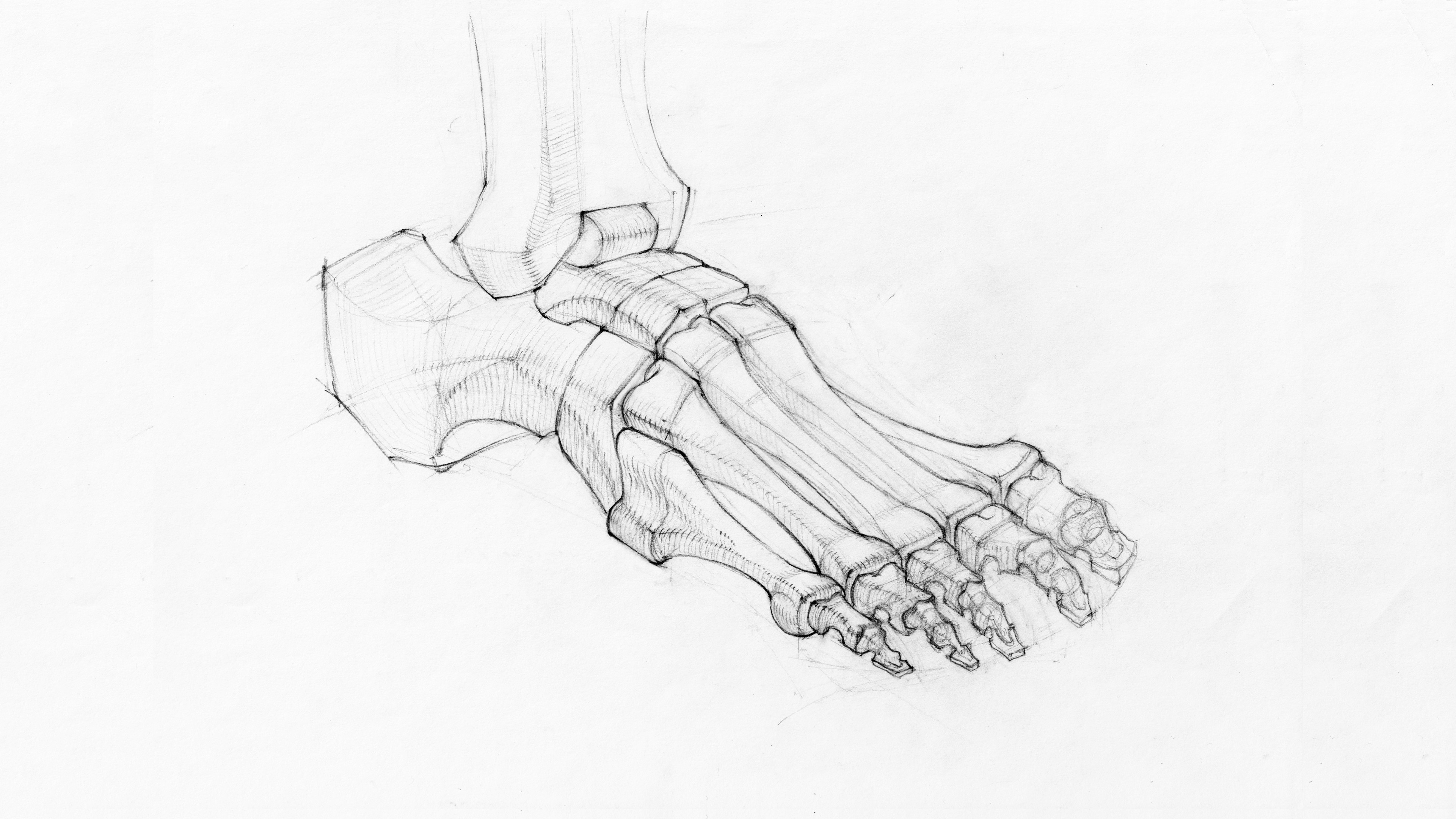 Daria Sakhnyuk - Anatomy Studies