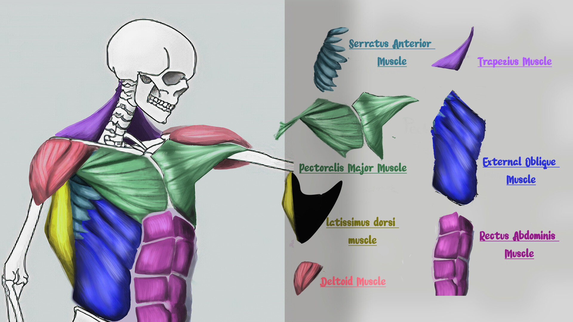 ArtStation - Anatomy Digital Painting