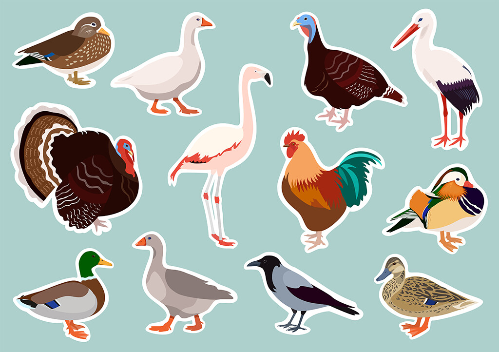 ArtStation - Birds stickers, big set of birds.
