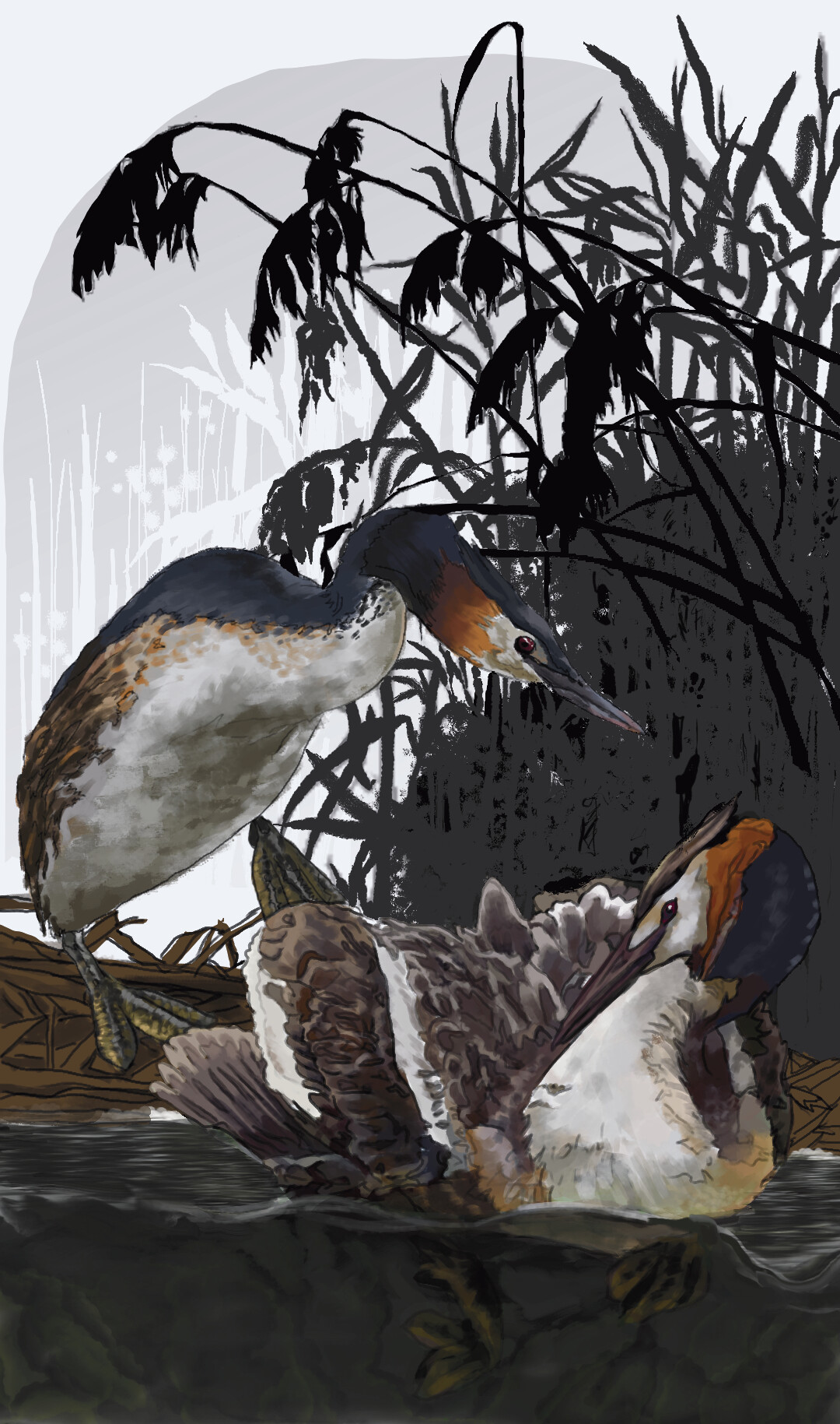 ArtStation - Great crested grebe