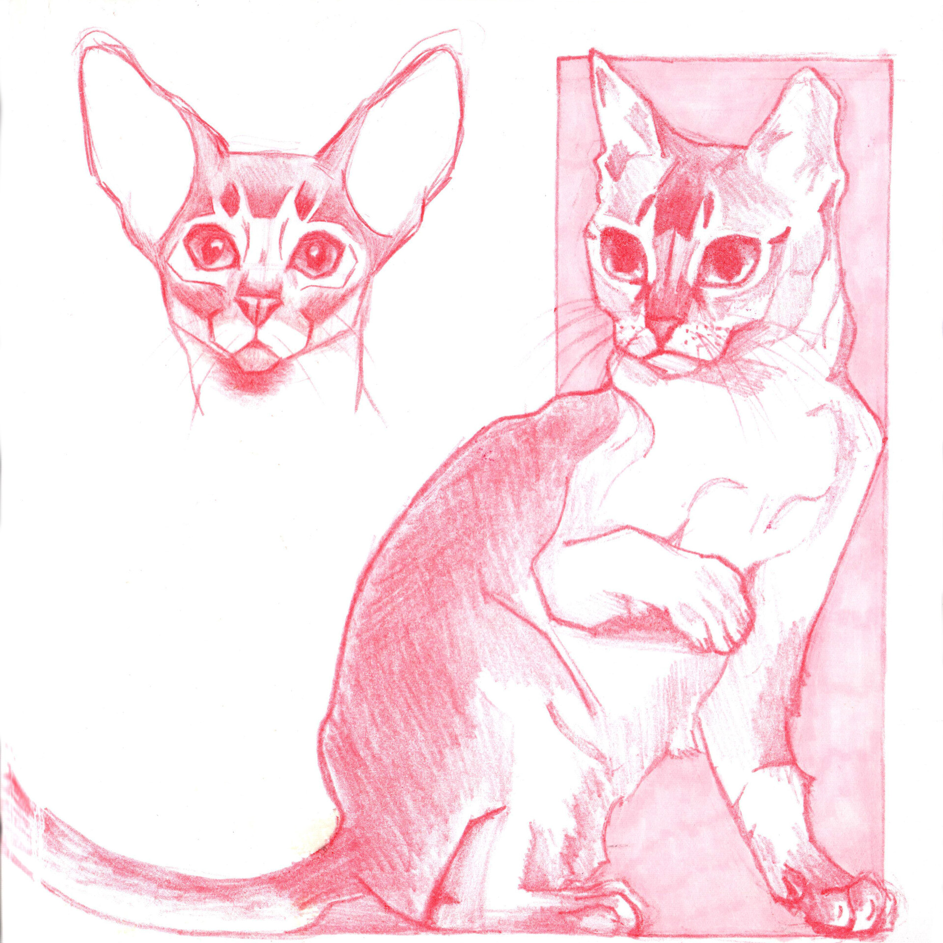 ArtStation - Abyssian cat 🐾🐾🐾