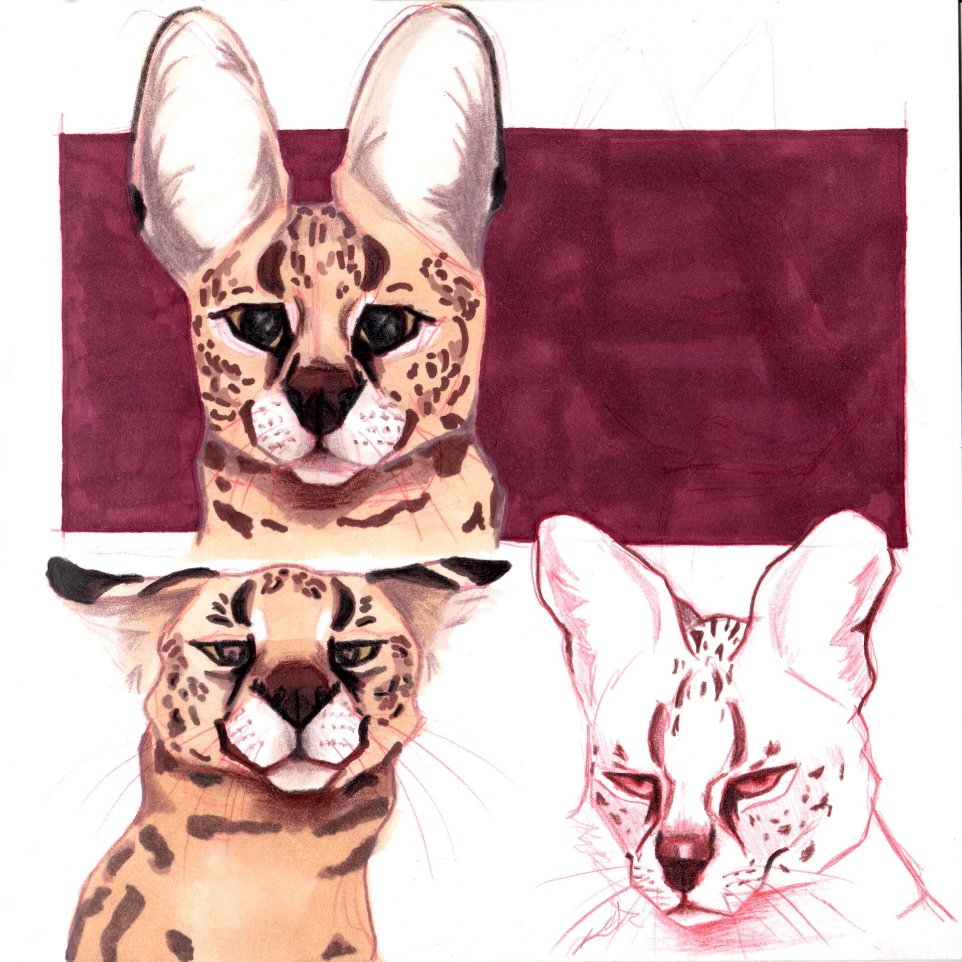 ArtStation - Serval sketch
