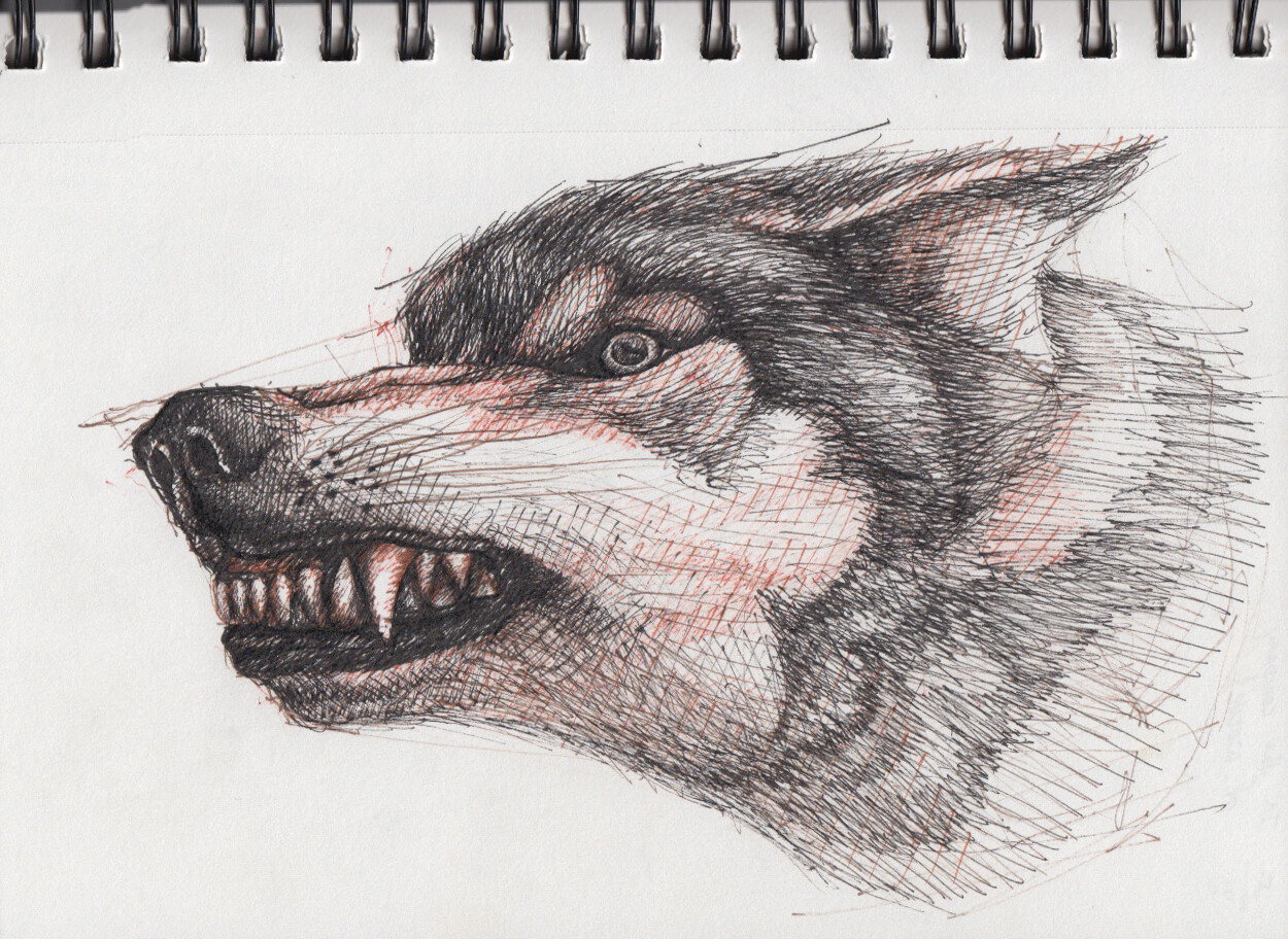 Realistic Drawings Of Wolves Growling