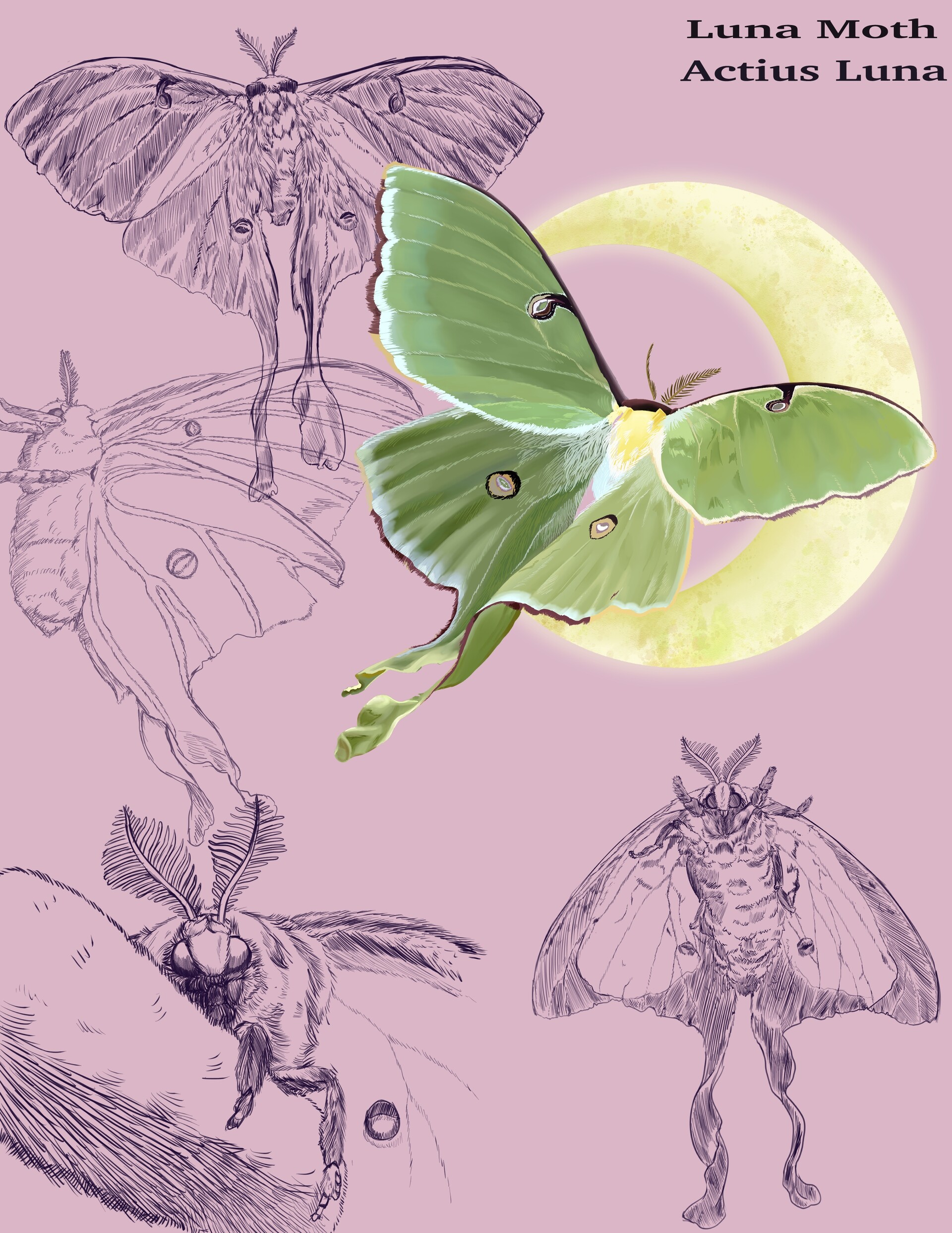 ArtStation - Luna Moth Study