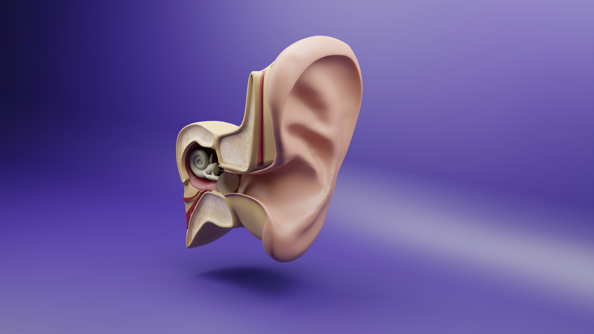 ArtStation - Ear modeling