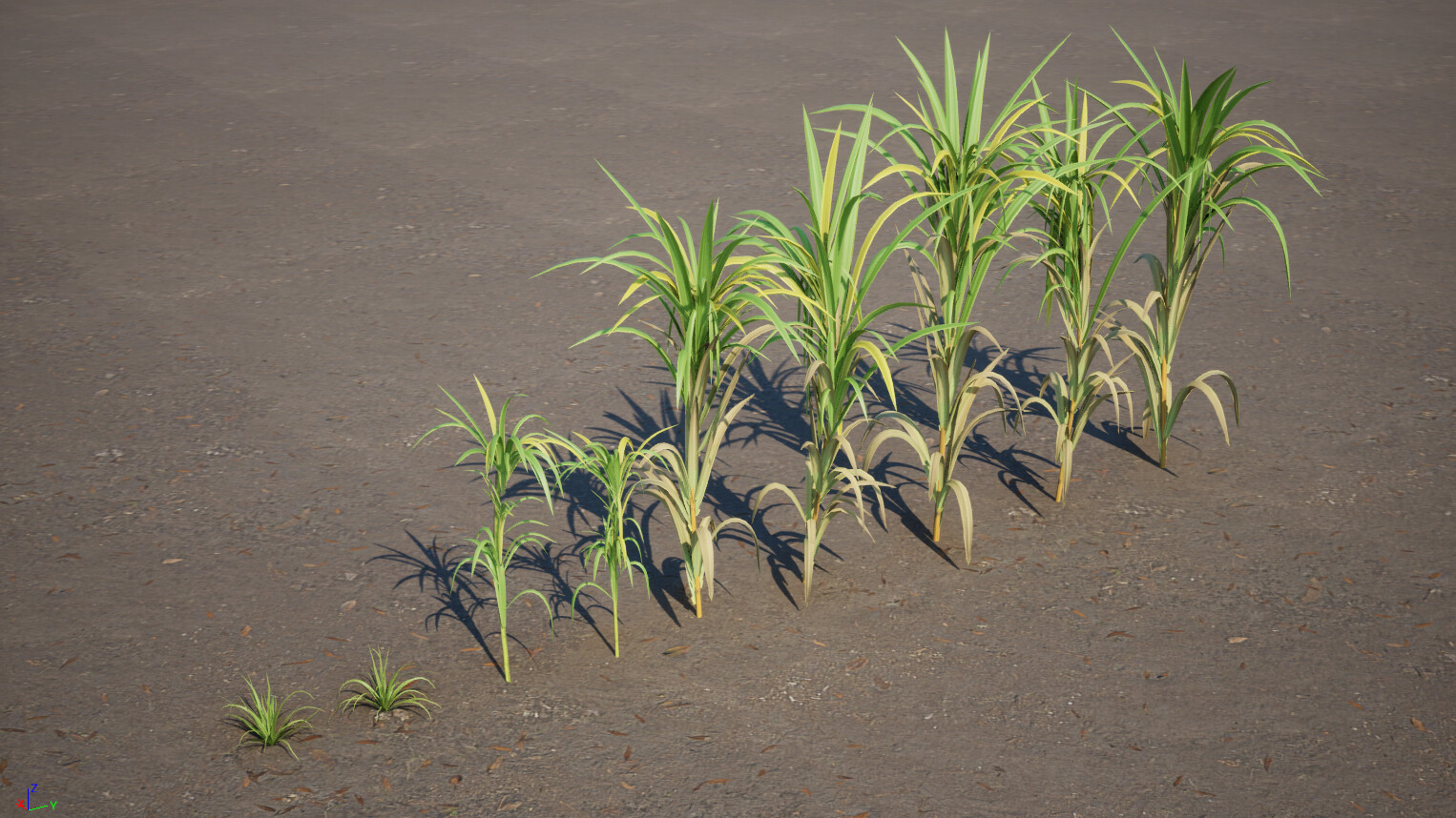 ArtStation - Sugar Cane models
