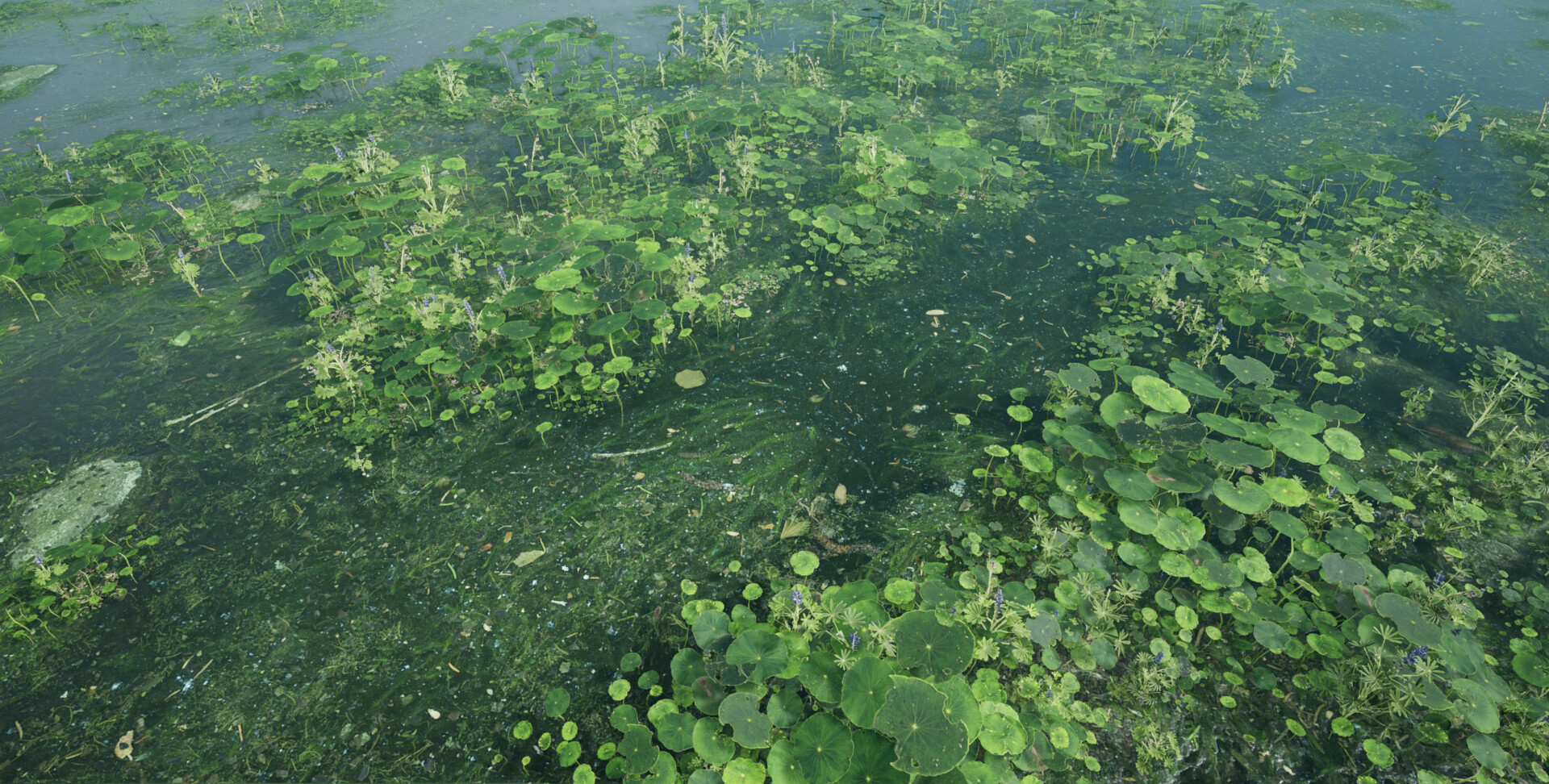 Artstation Macrophytes