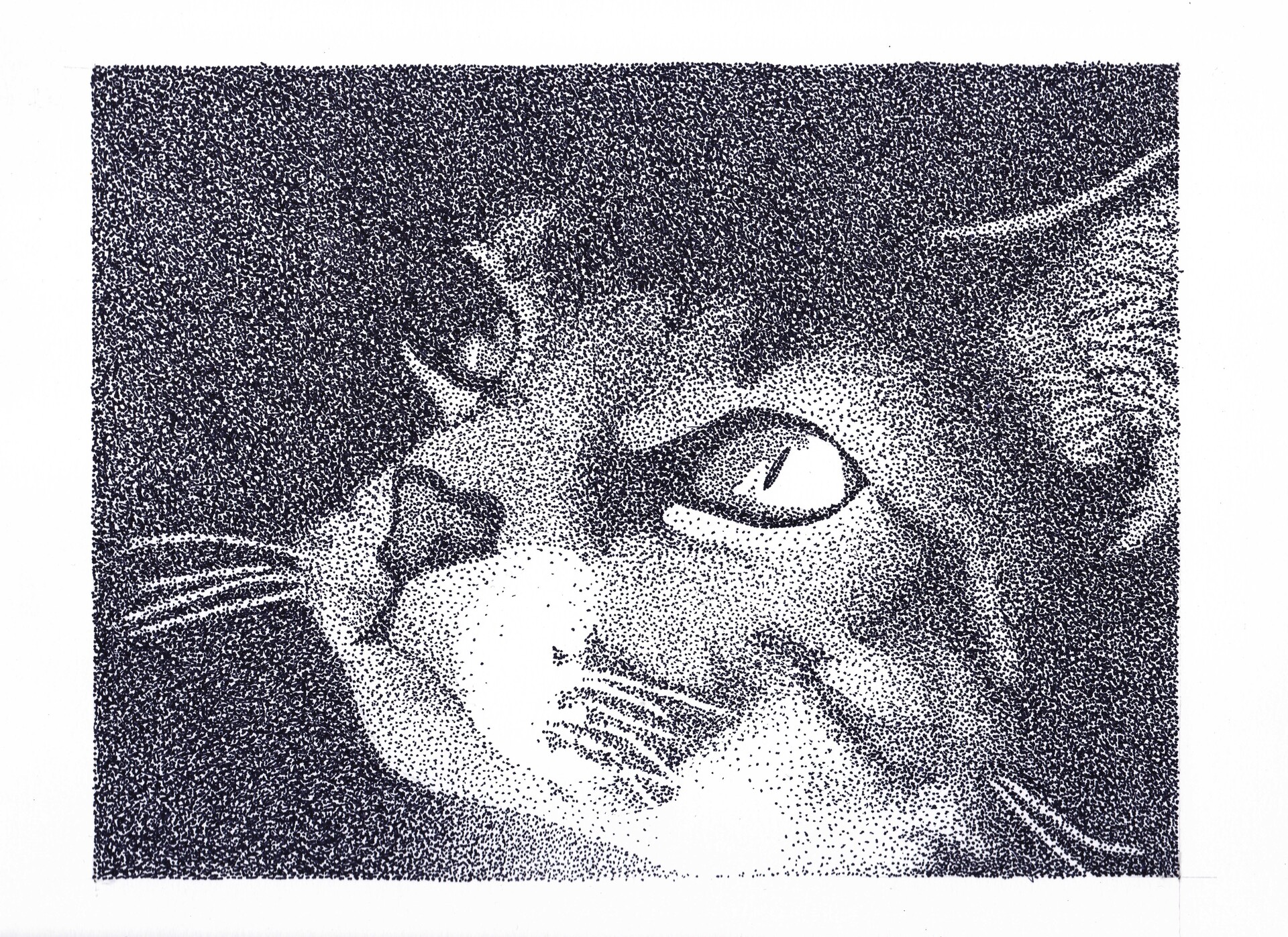 ArtStation - Cat - Hand made drawing