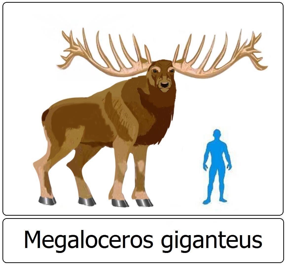 Megaloceros Size Comparison
