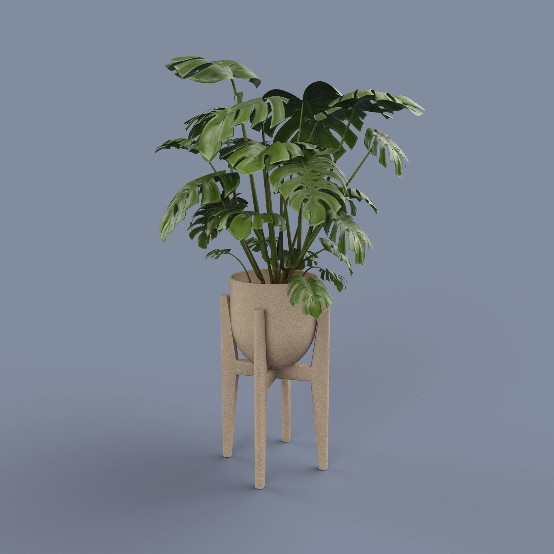 ArtStation - Monstera Plant 3D model