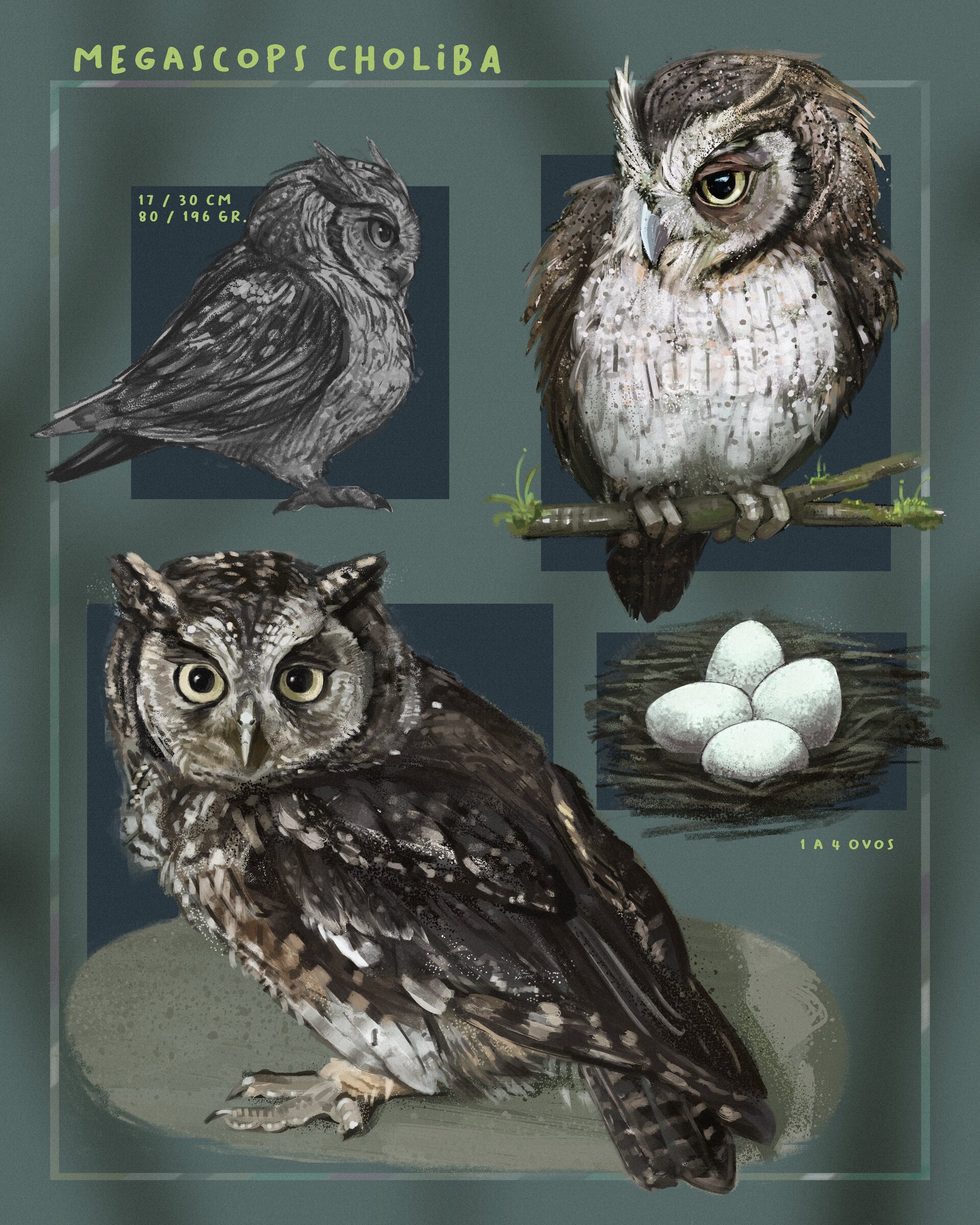 ArtStation - Caburé de Orelha - Megascops choliba