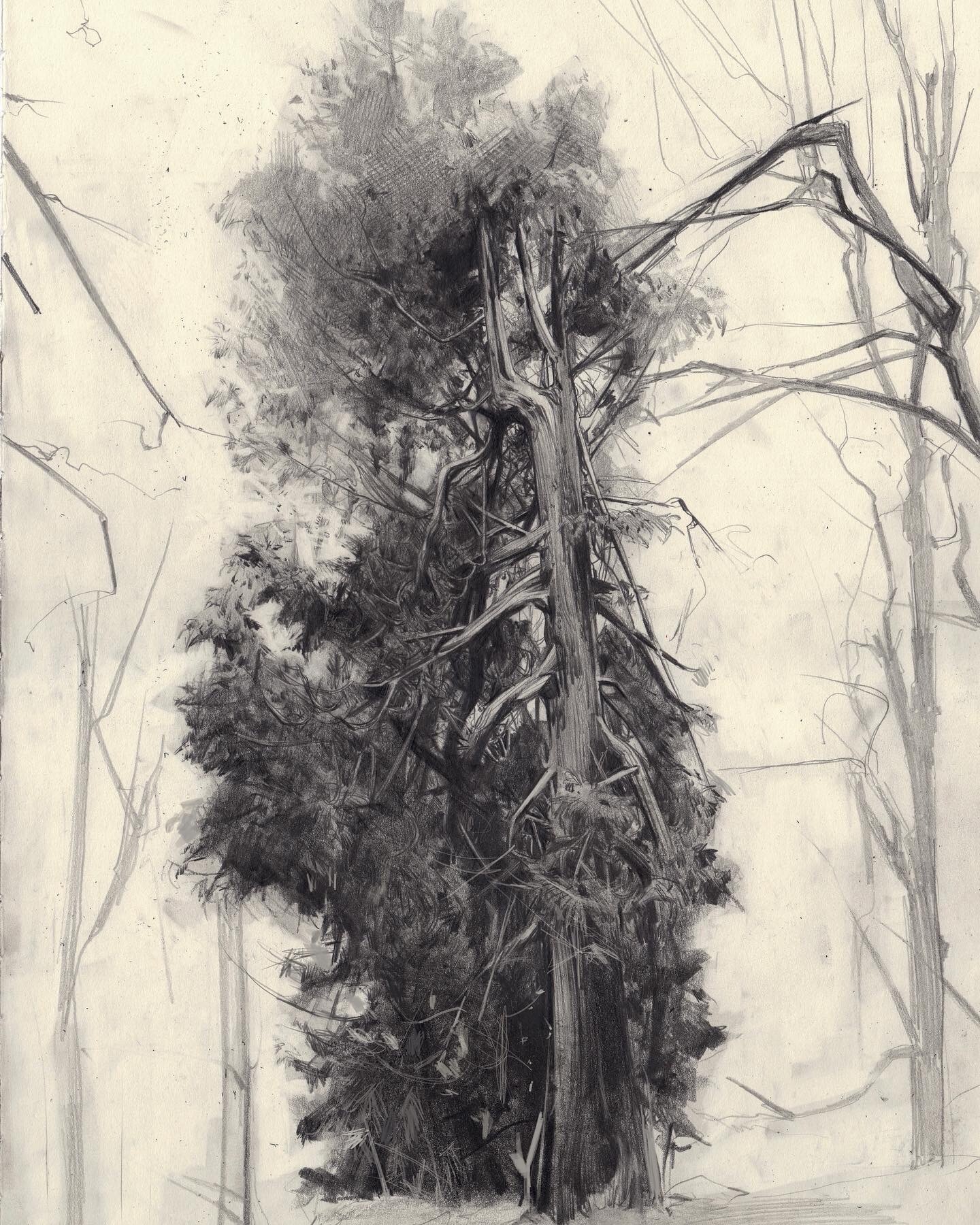 ArtStation - A Canadian Tree