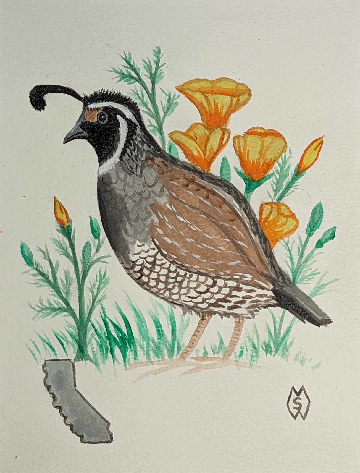 Matt Starr - California state bird & flower, the California quail and poppy