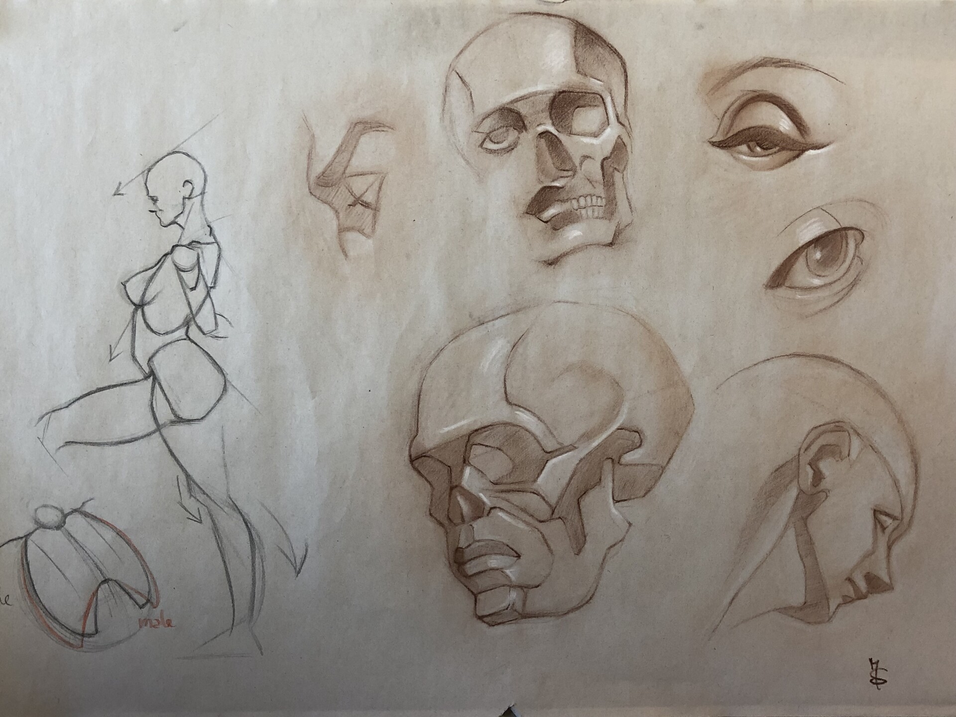 ArtStation - Anatomy study sheet