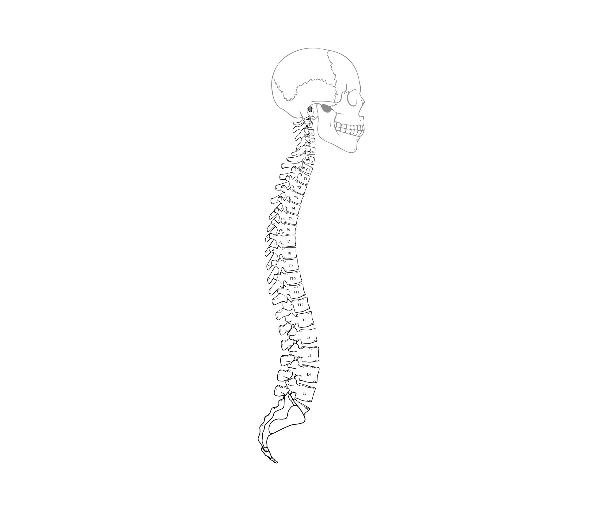 ArtStation - Spine Study