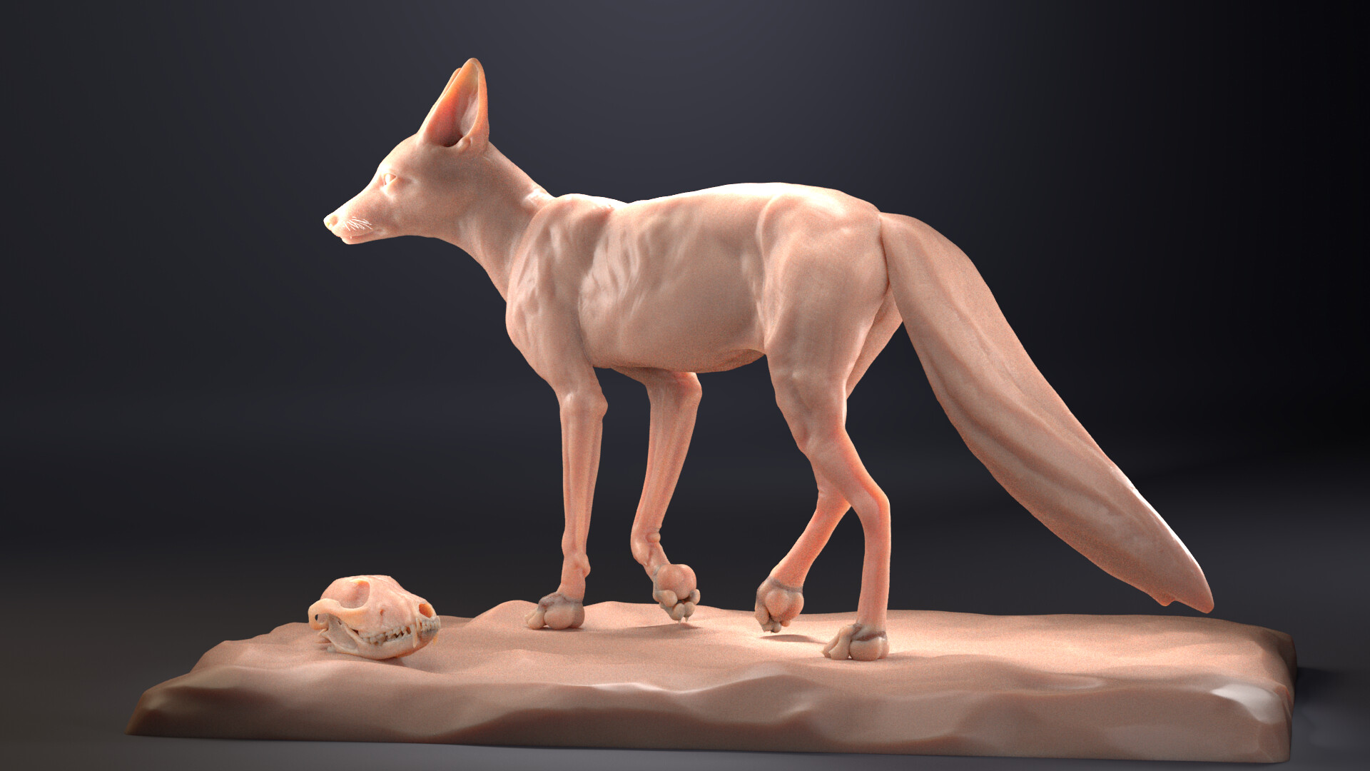 Bethnay Maguire - CG Master Academy Sculpting Anatomy: From Animal to Creature - Red Fox Anatomy ...