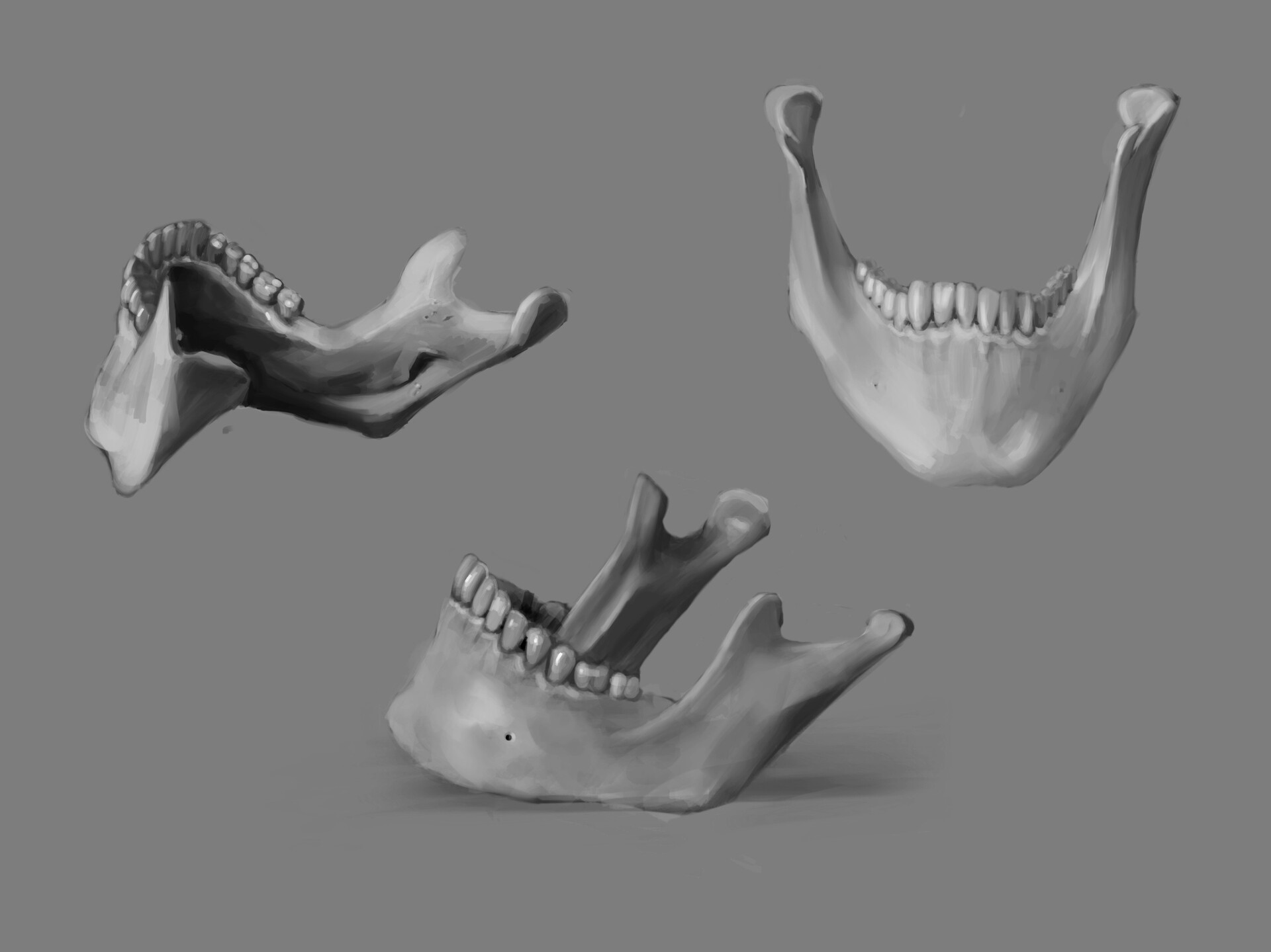 ArtStation - Mandible study