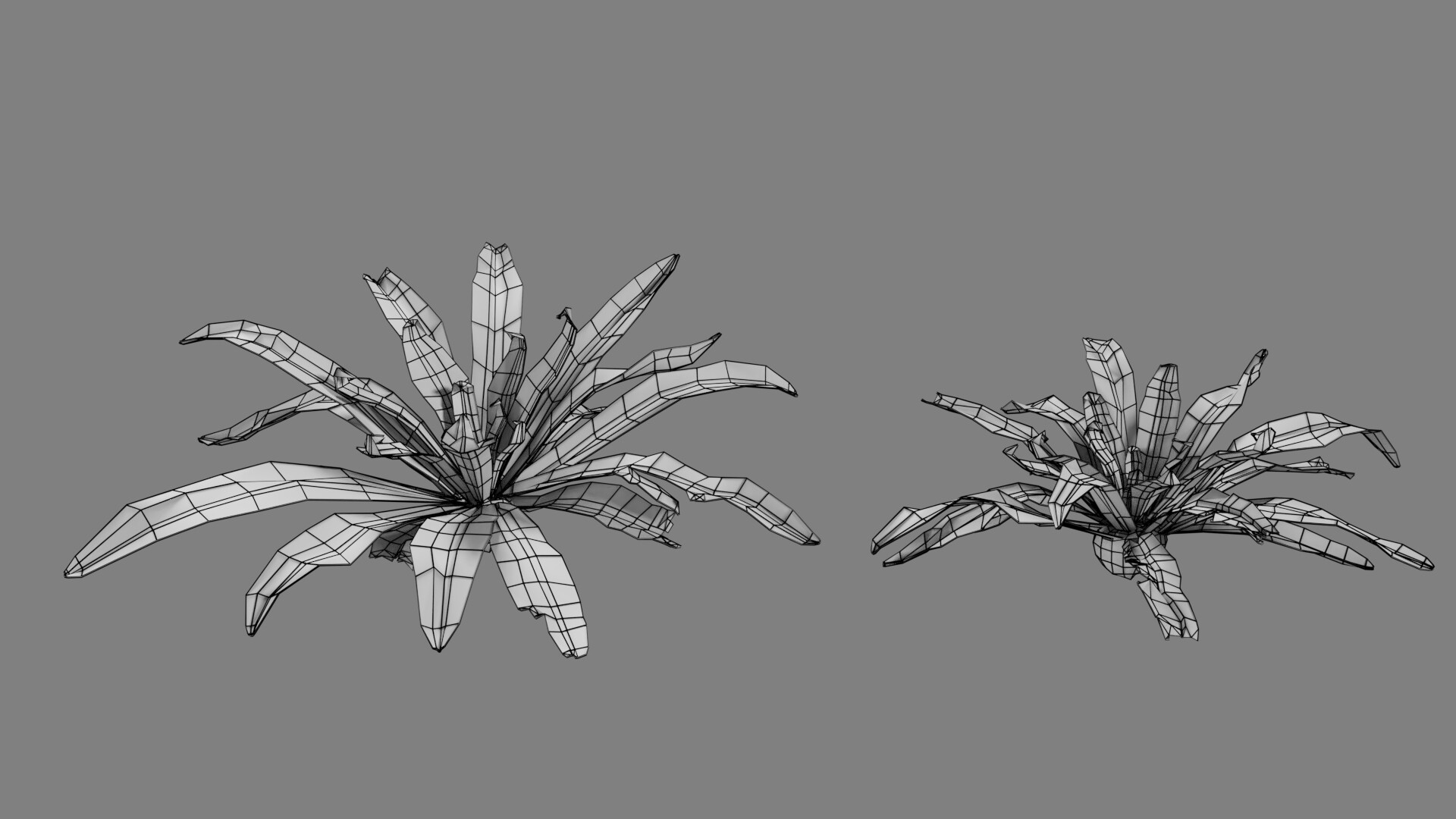 how to draw bird nest fern