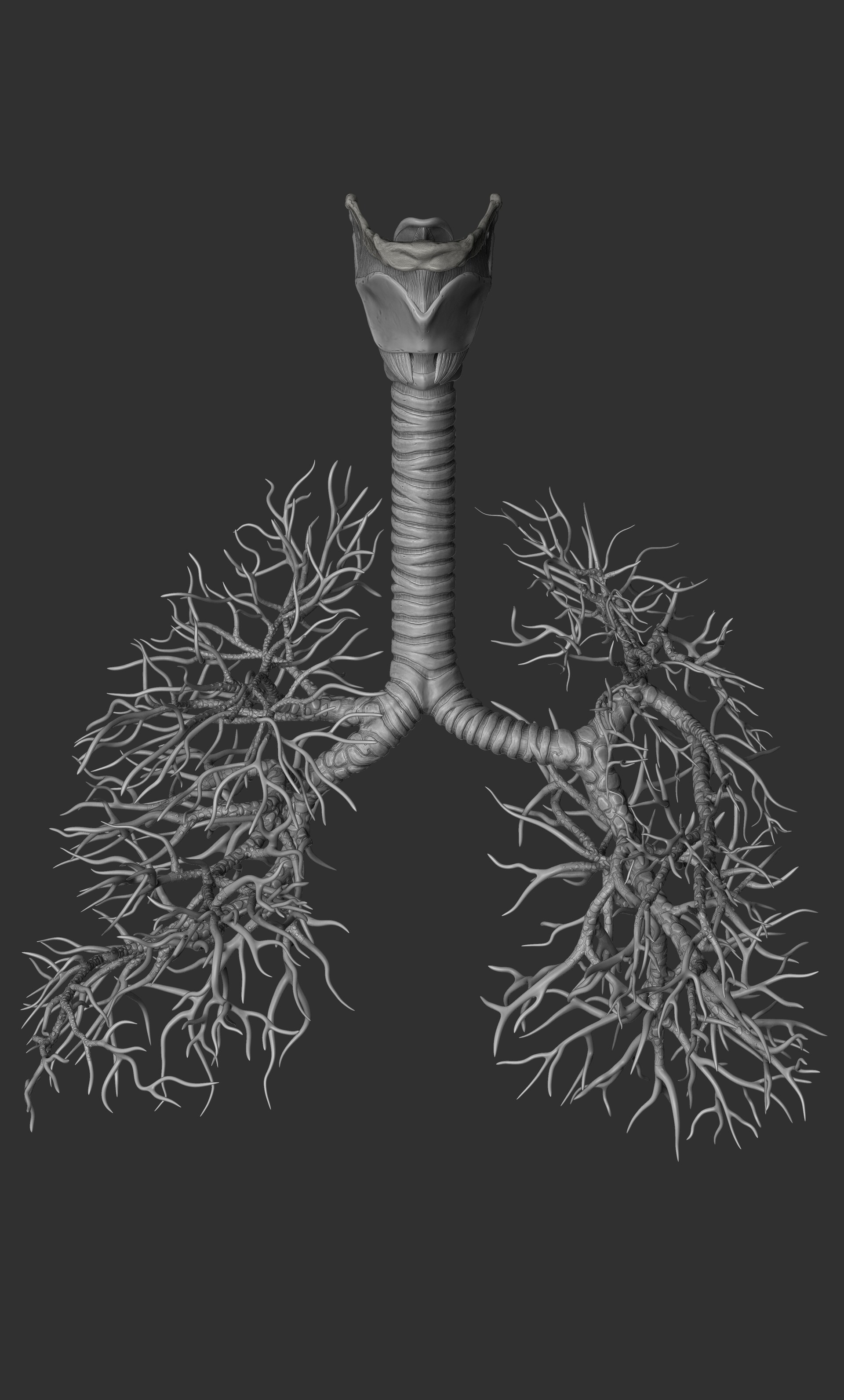 Christopher LeBlanc - Ribcage and Lungs