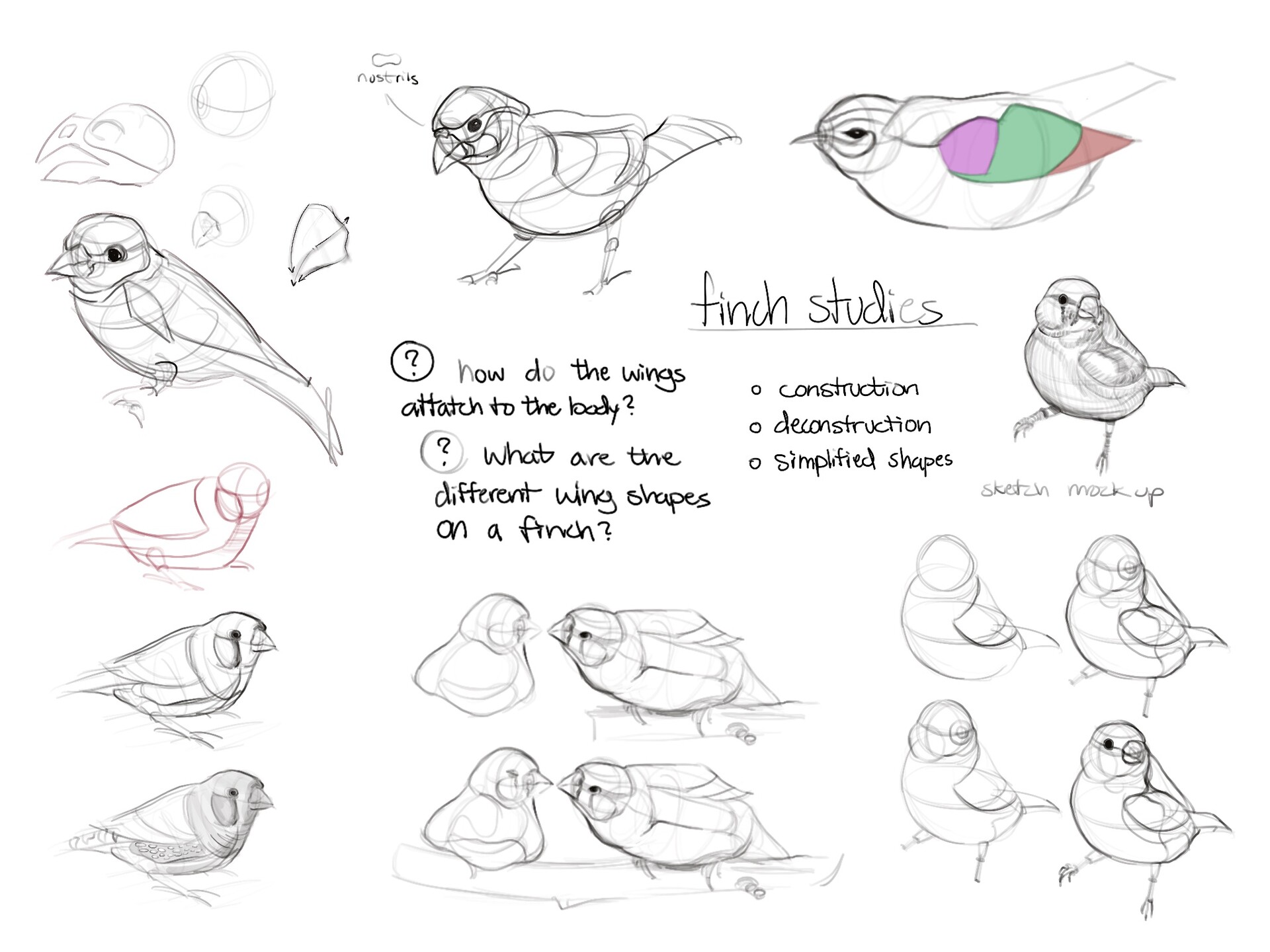 ArtStation - Finch & Bird Studies
