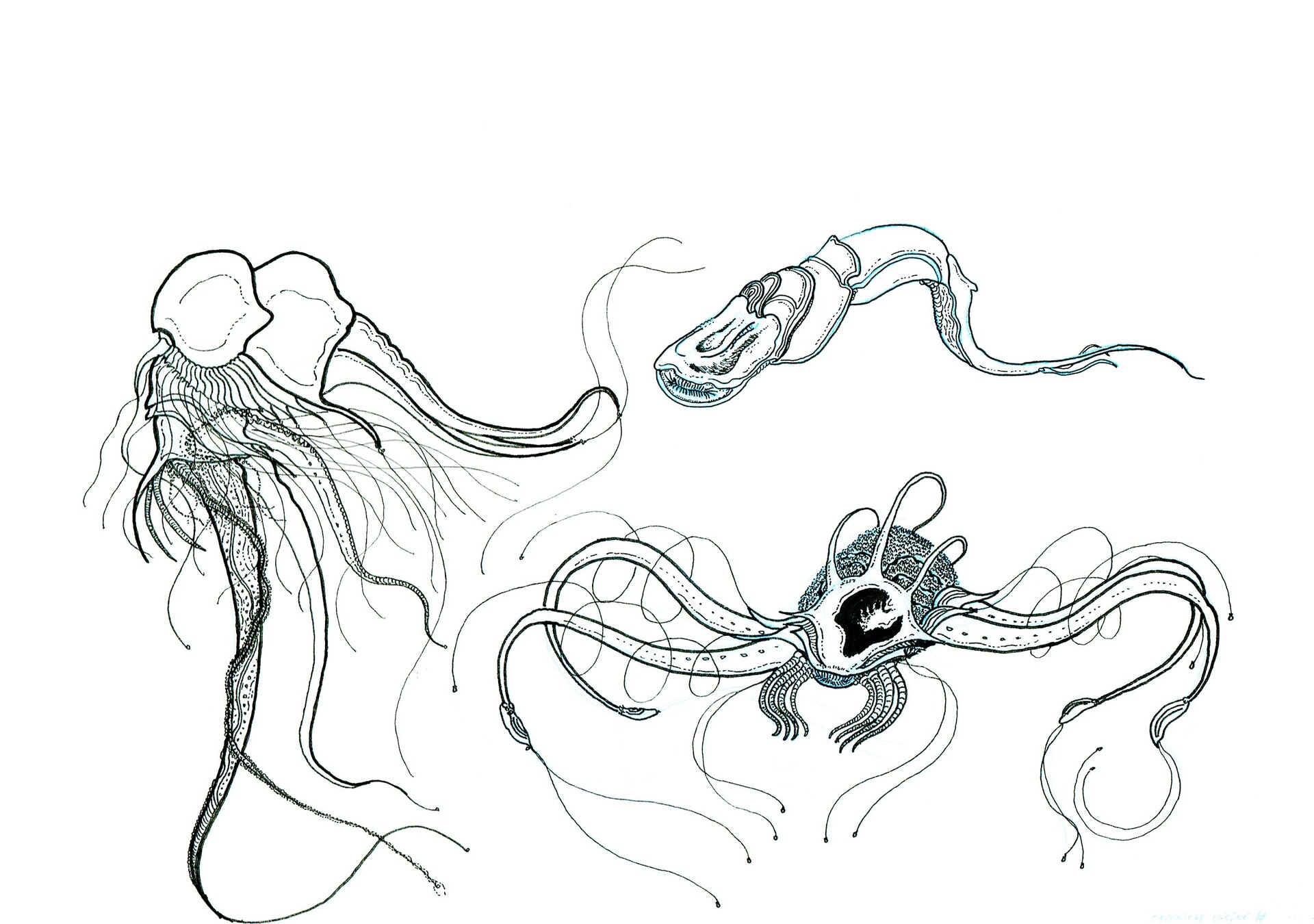 Mikal Toppe Ingebregtsen - Various sea creatures