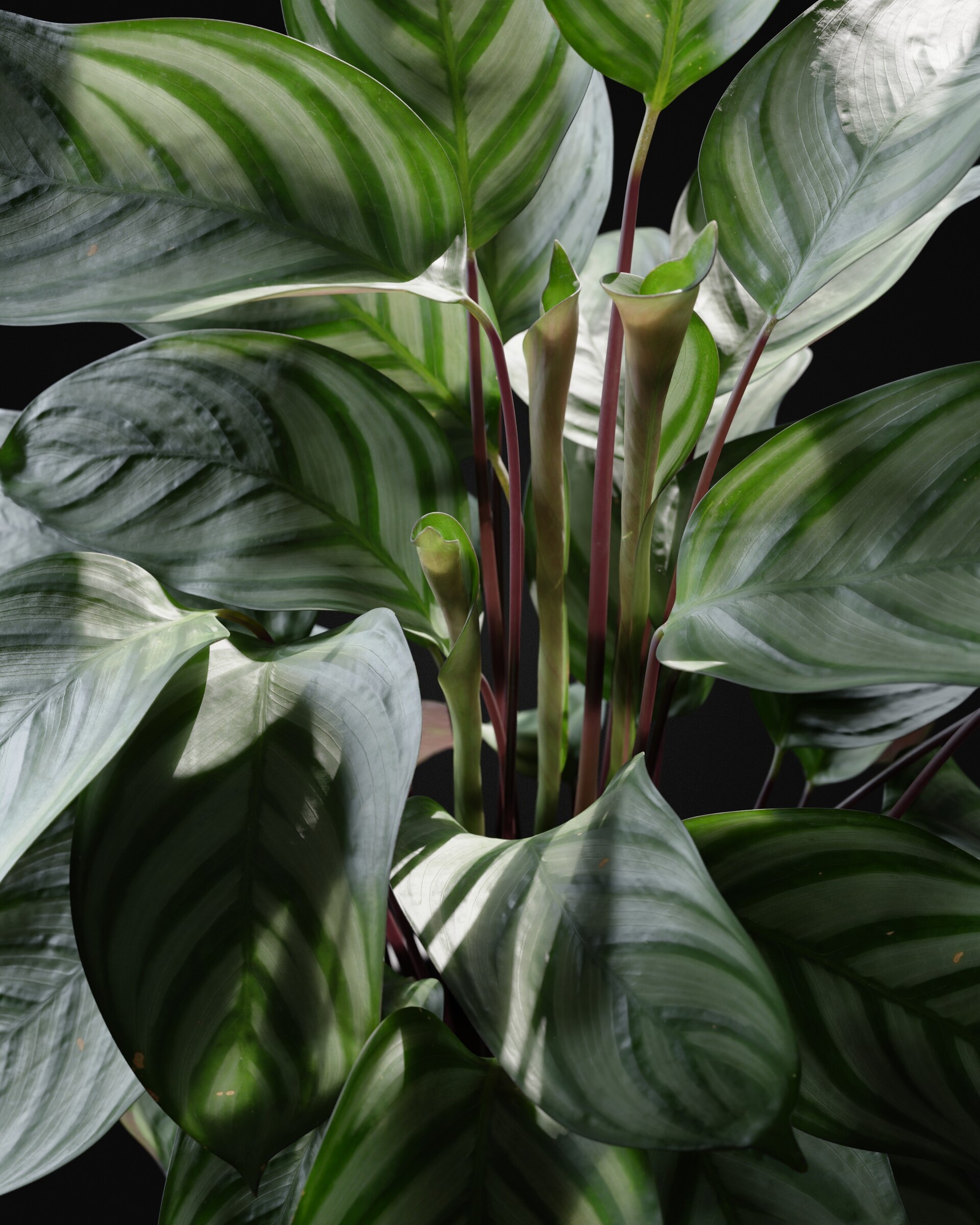 ArtStation - Calathea Setosa 3D Plant - Textures.com