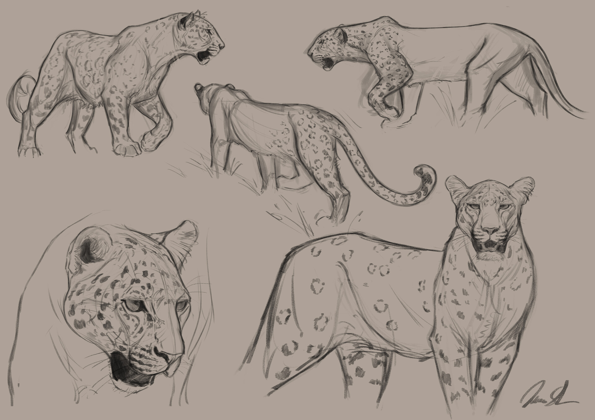 ArtStation - Animal drawings - Leopard sketches