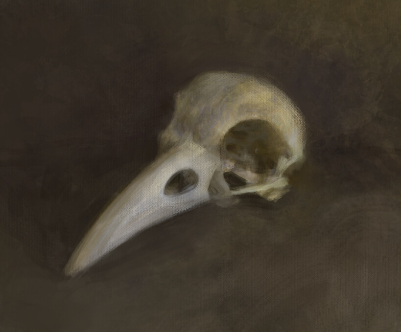 ArtStation - crow skull study