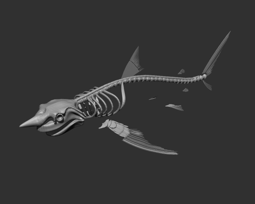 Whale Shark Skeleton
